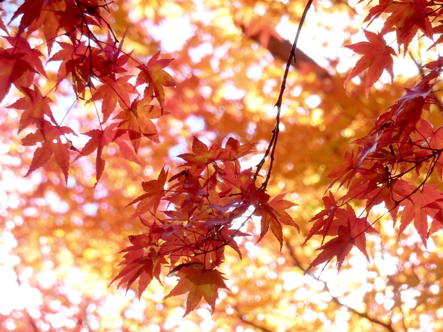 旅先紅葉ハイクで城山公園へ / asimkさんの飛騨市・高山市の活動データ | YAMAP / ヤマップ