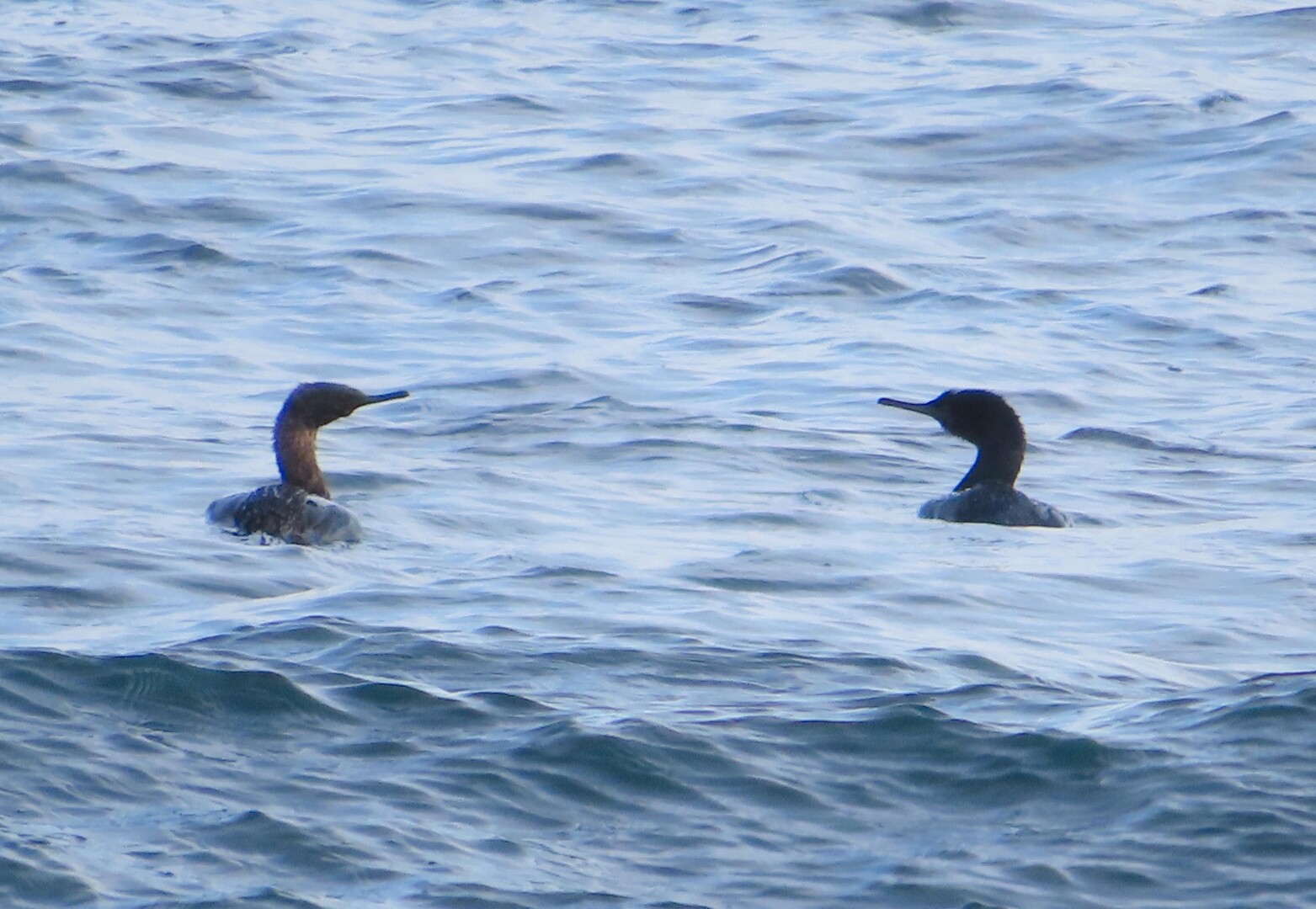 平磯海岸での探鳥（ヒメウ、アメリカヒドリなど） / 山nnさんのひたちなか市の活動日記 | YAMAP / ヤマップ