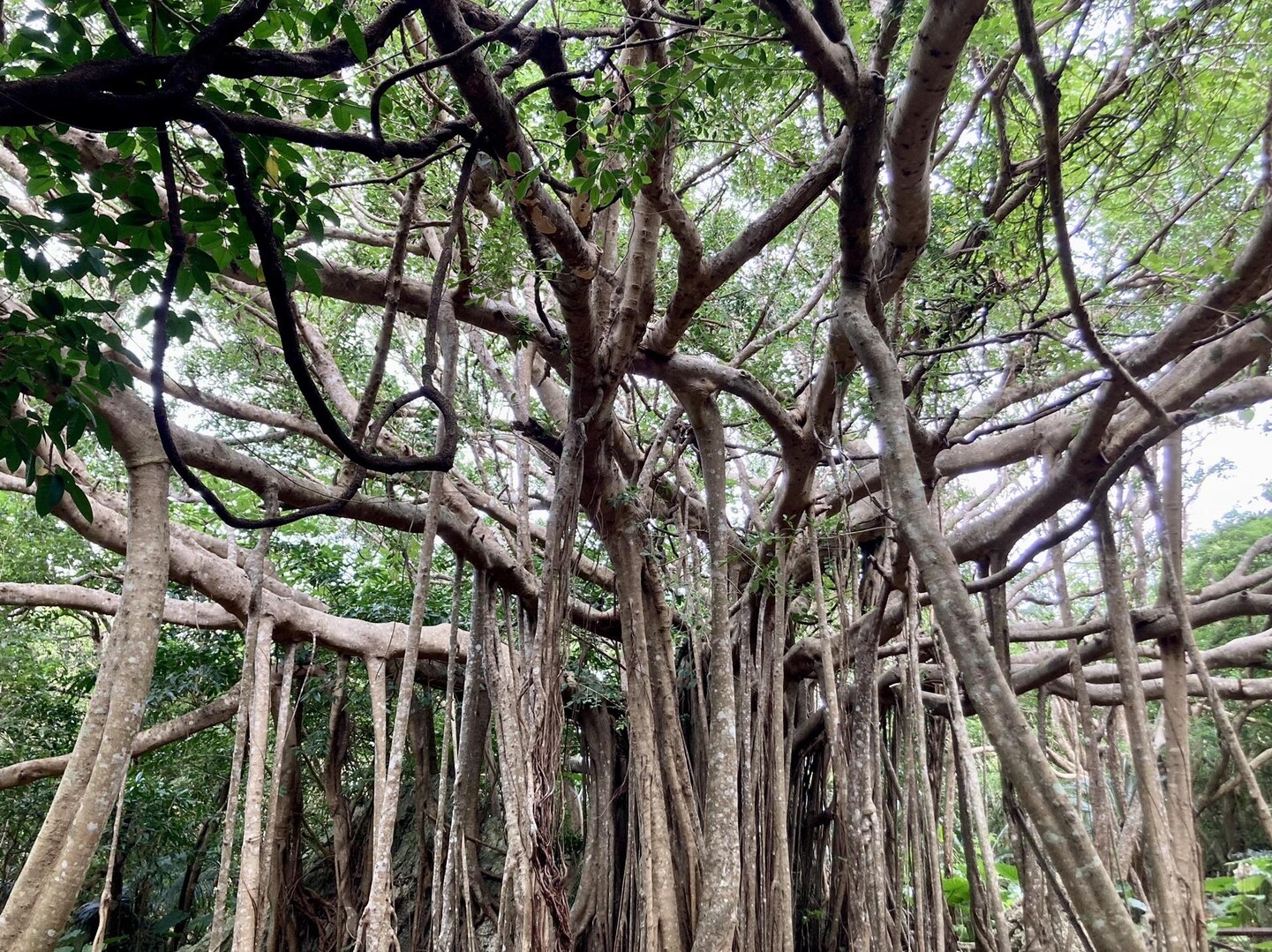 大石林山 〜聖なるアシムイの地へ〜 / Rocheさんのウォーキングの活動データ | YAMAP / ヤマップ