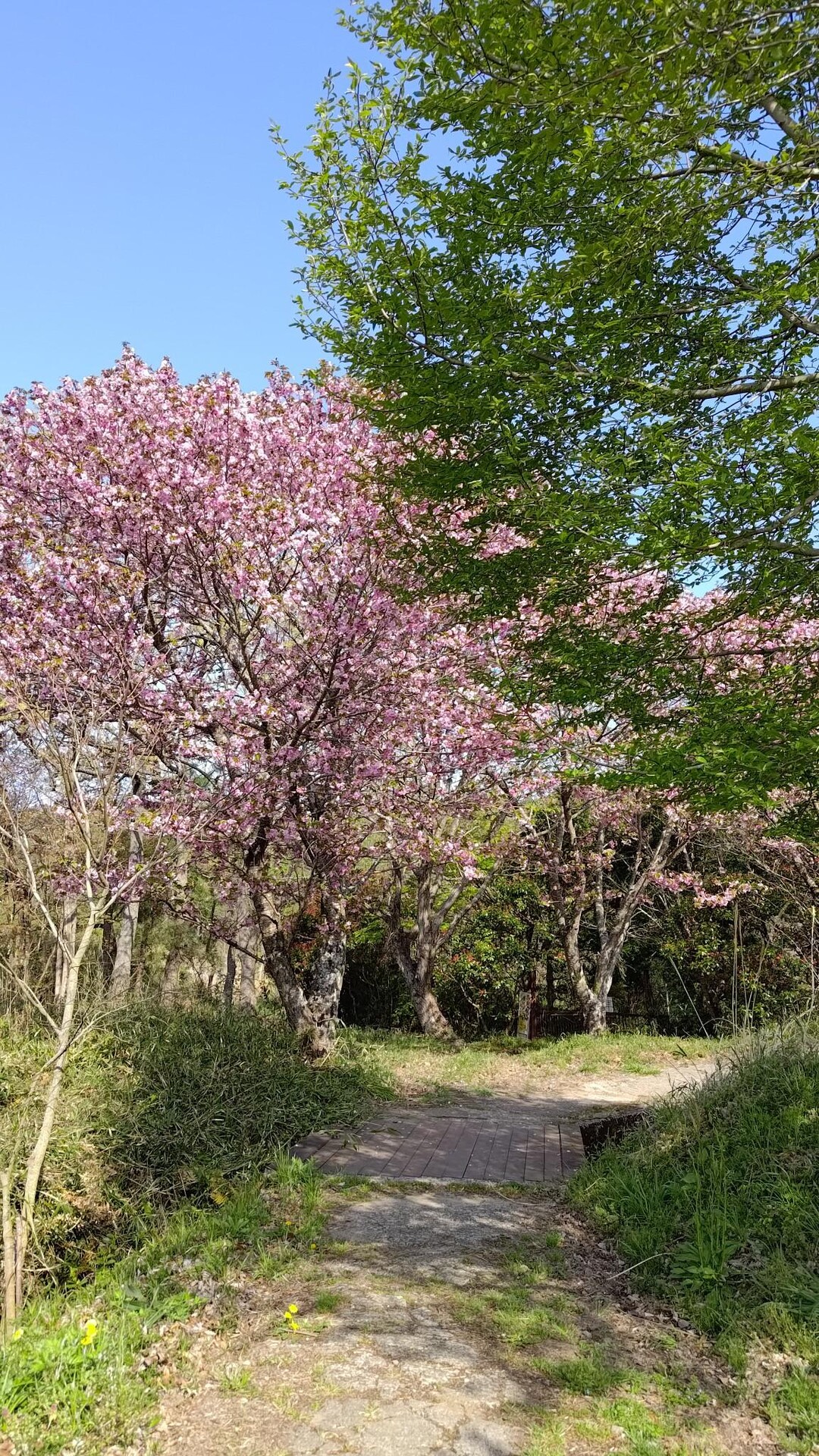 20240414 宝篋山・富岡山 / JMさんの宝篋山・富岡山の活動データ | YAMAP / ヤマップ