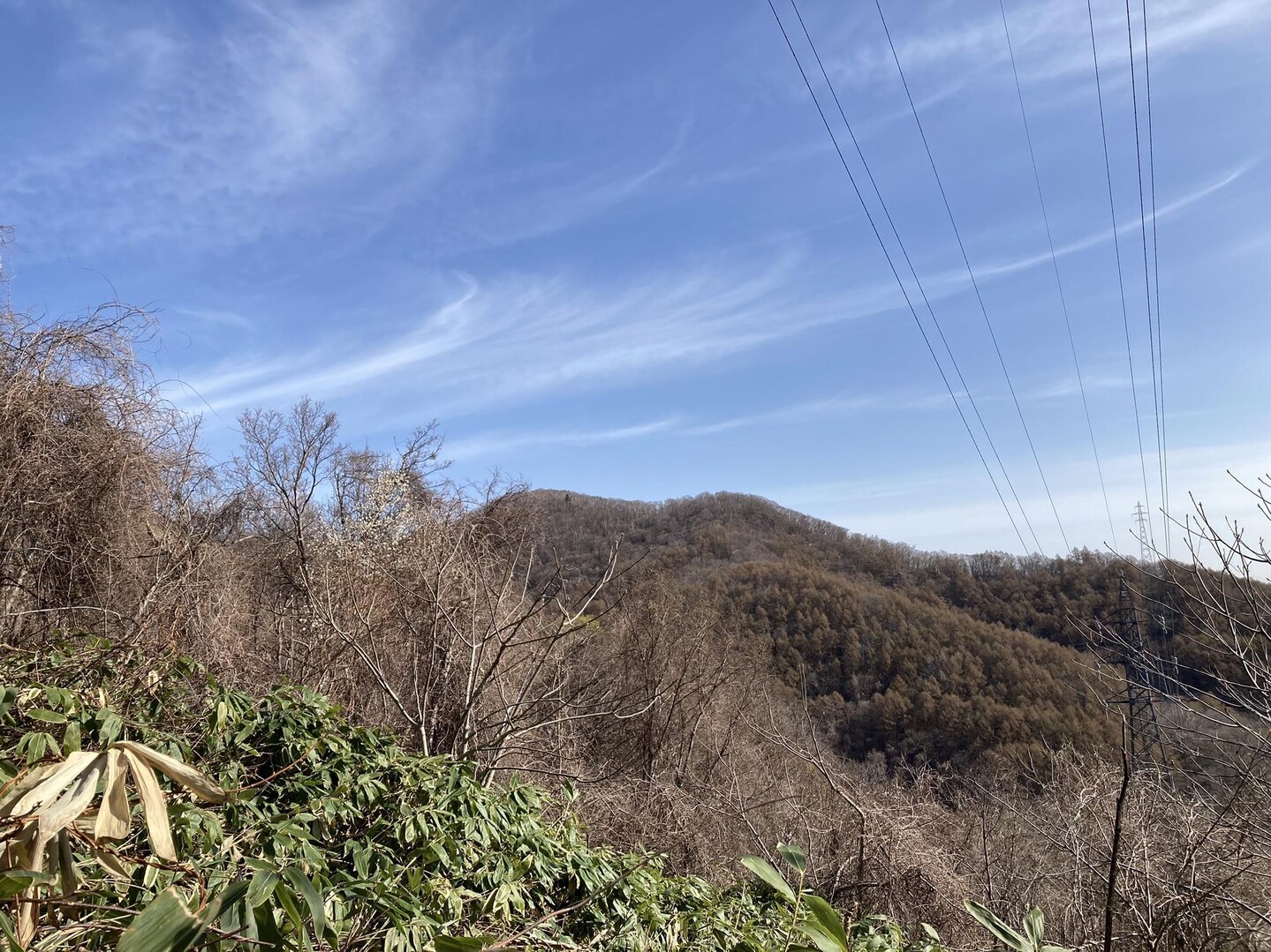朝活藻岩山。。観察したり食べたり🌿 / 2525さんの藻岩山の活動日記 | YAMAP / ヤマップ