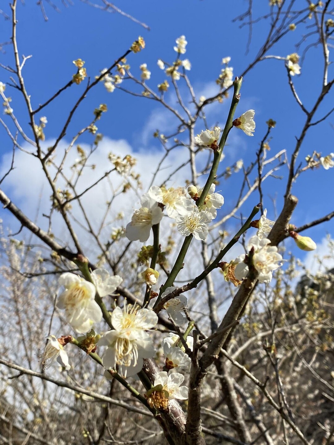 またまた冒険ルートへ / motusan さんの六甲山・長峰山・摩耶山の活動データ | YAMAP / ヤマップ