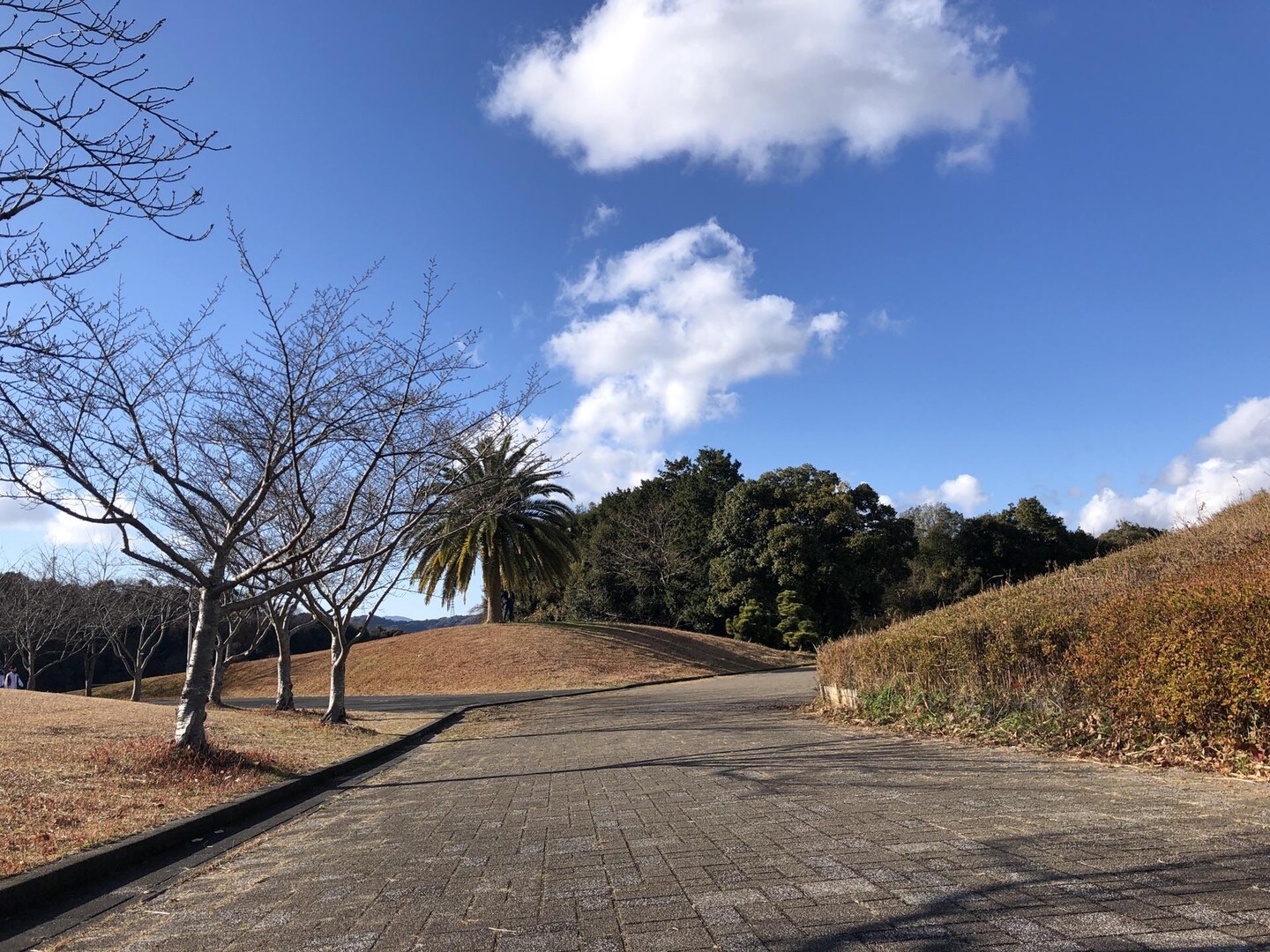 「新都田 正月2日ウォーク」 / zaucatsさんのウォーキングの活動データ | YAMAP / ヤマップ