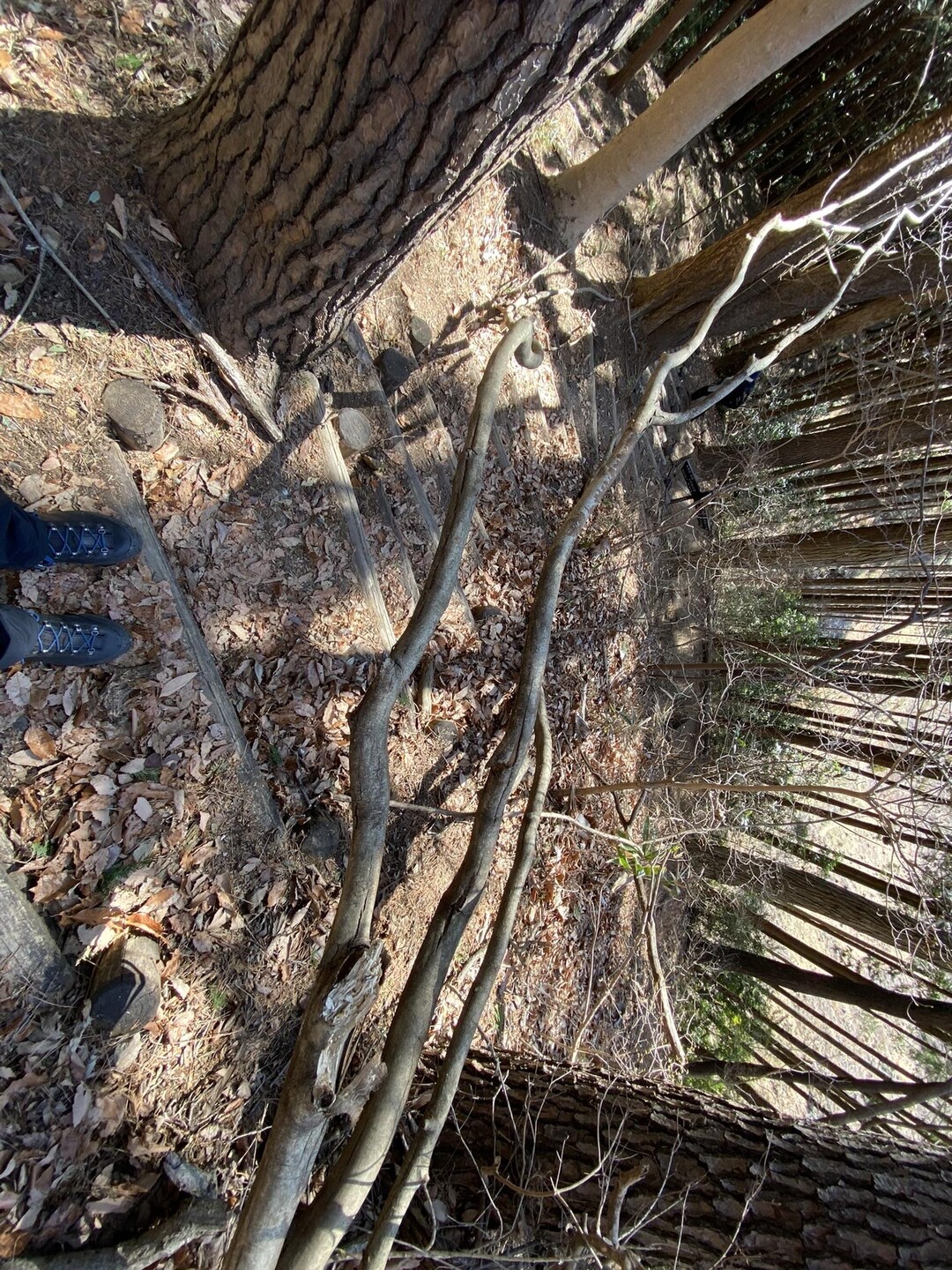 Daisukeさんの投稿したフィールドメモ | YAMAP / ヤマップ