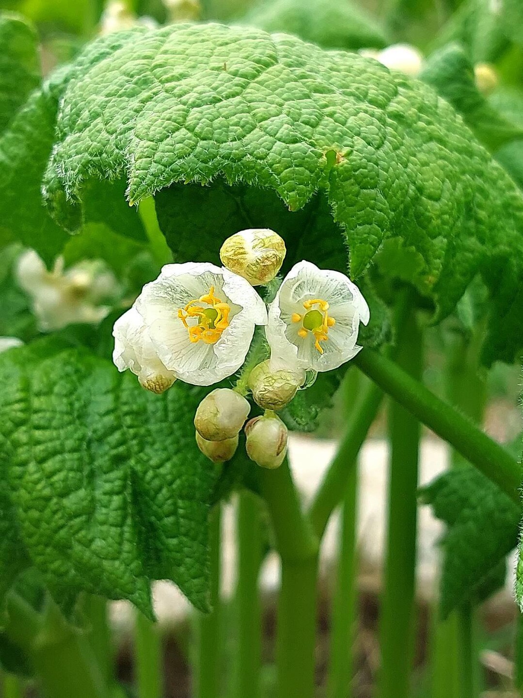 あまり天気良くないけどサンカヨウ目当てで... / nyahoさんのモーメント | YAMAP / ヤマップ