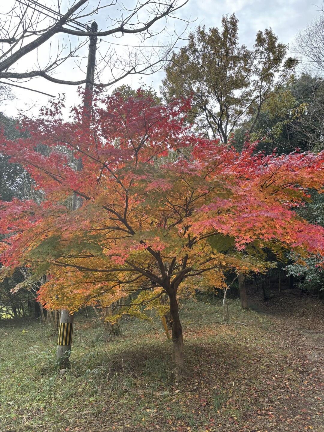 立田山 / ma-minさんの立田山の活動データ | YAMAP / ヤマップ