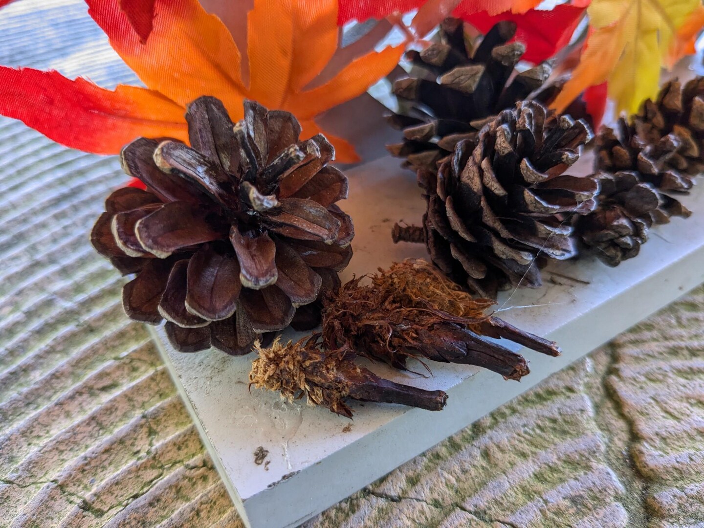 西山でエビフライ見つけた / 遊戯人間さんの鳩吹山の活動データ | YAMAP / ヤマップ