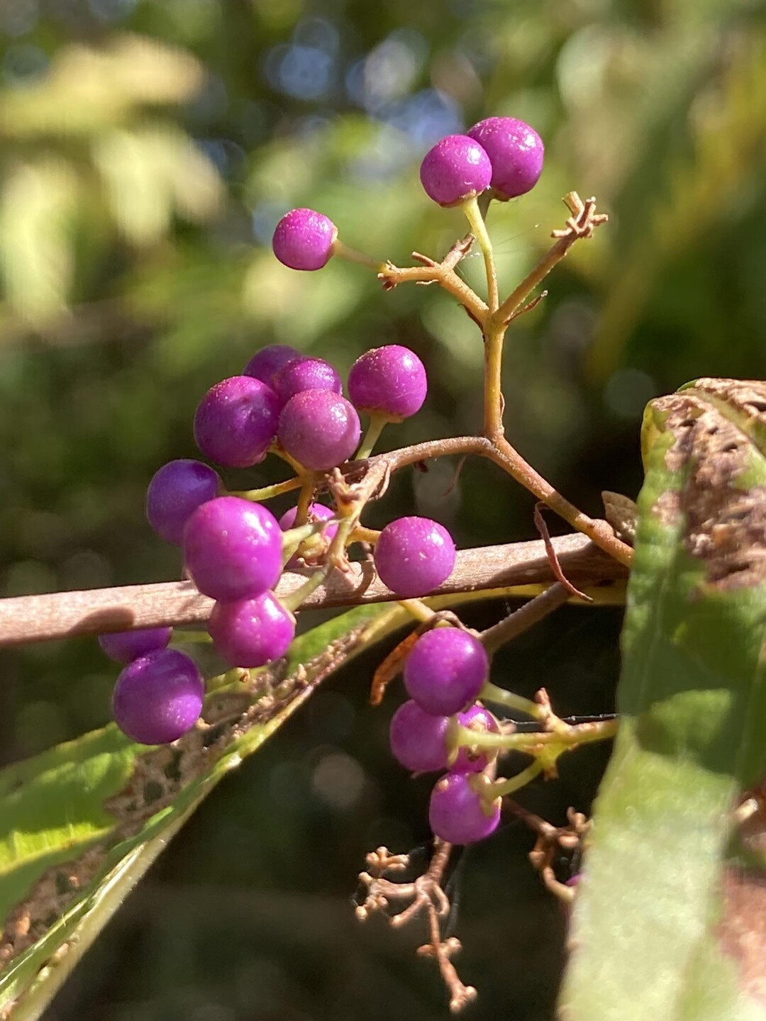 綾歌森林公園 🟣🟣🟣 / tairaさんの四国遍路その19の活動データ | YAMAP / ヤマップ