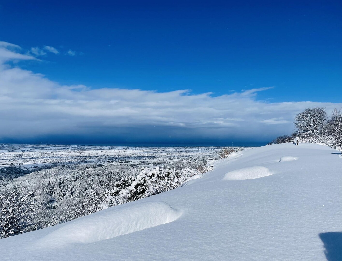 モフモフ ︎城ヶ平山 / m_ayaさんの城ヶ平山・ハゲ山・峠山の活動日記 | YAMAP / ヤマップ
