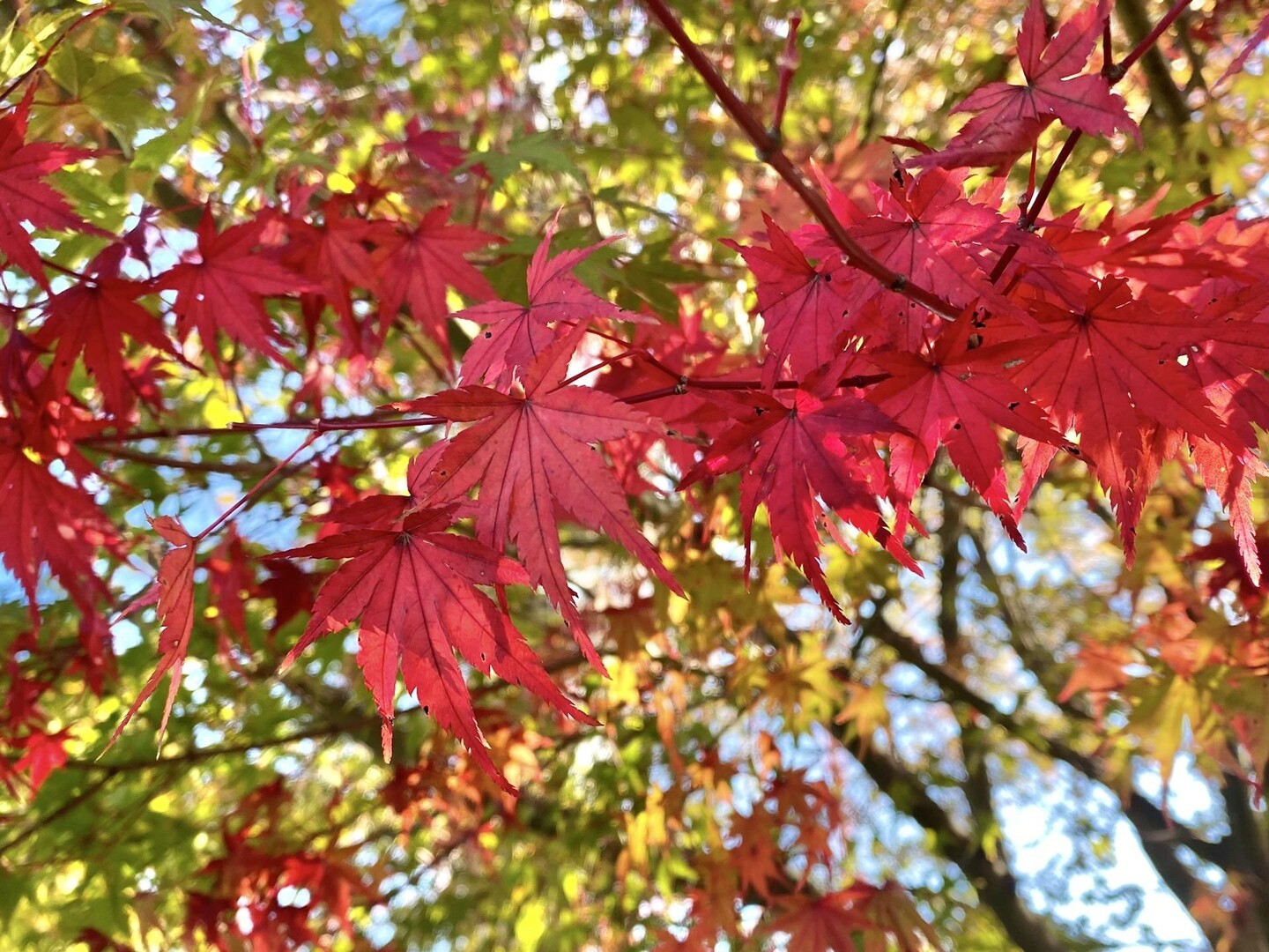 ikomania shopまでいこ×2 🏻 / まゆ⛸さんの生駒山・神津嶽・大原山の活動データ | YAMAP / ヤマップ