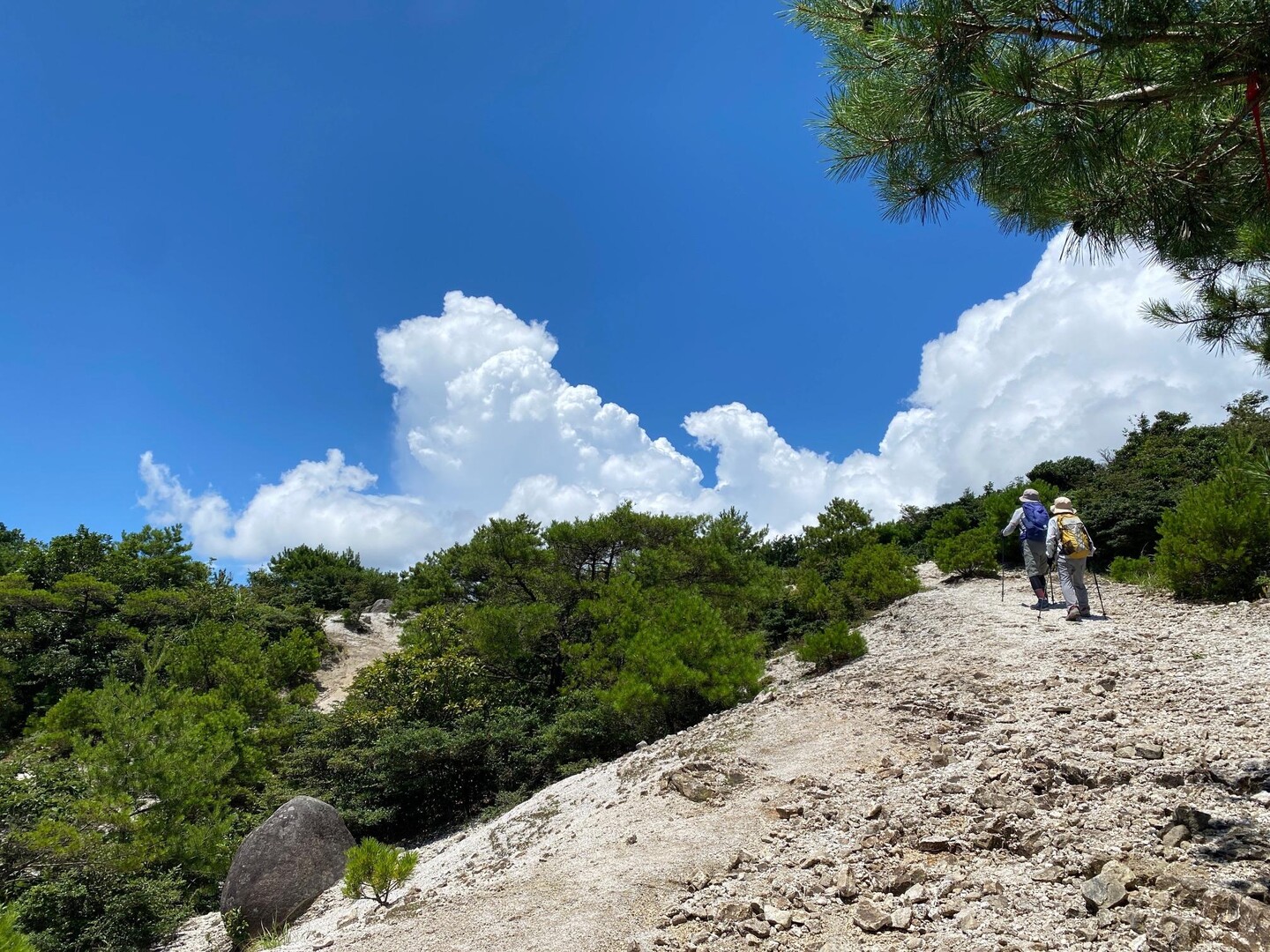 背振稜線歩き。あのお花にも会えて🌼 / rebiさんの脊振山・金山の活動データ | YAMAP / ヤマップ