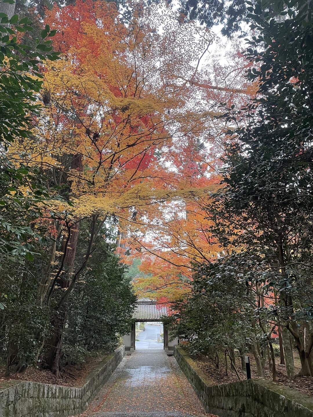 115/2024.12.7猿投山(雲興寺から) / ゆずゆずさんの猿投山・物見山の活動データ | YAMAP / ヤマップ