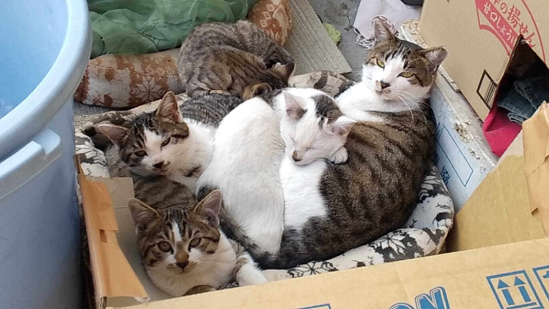 🐱🐱🐱🐱🐱🐾🐾🐾🐾🐾... / ドラゴン7さんのモーメント | YAMAP / ヤマップ