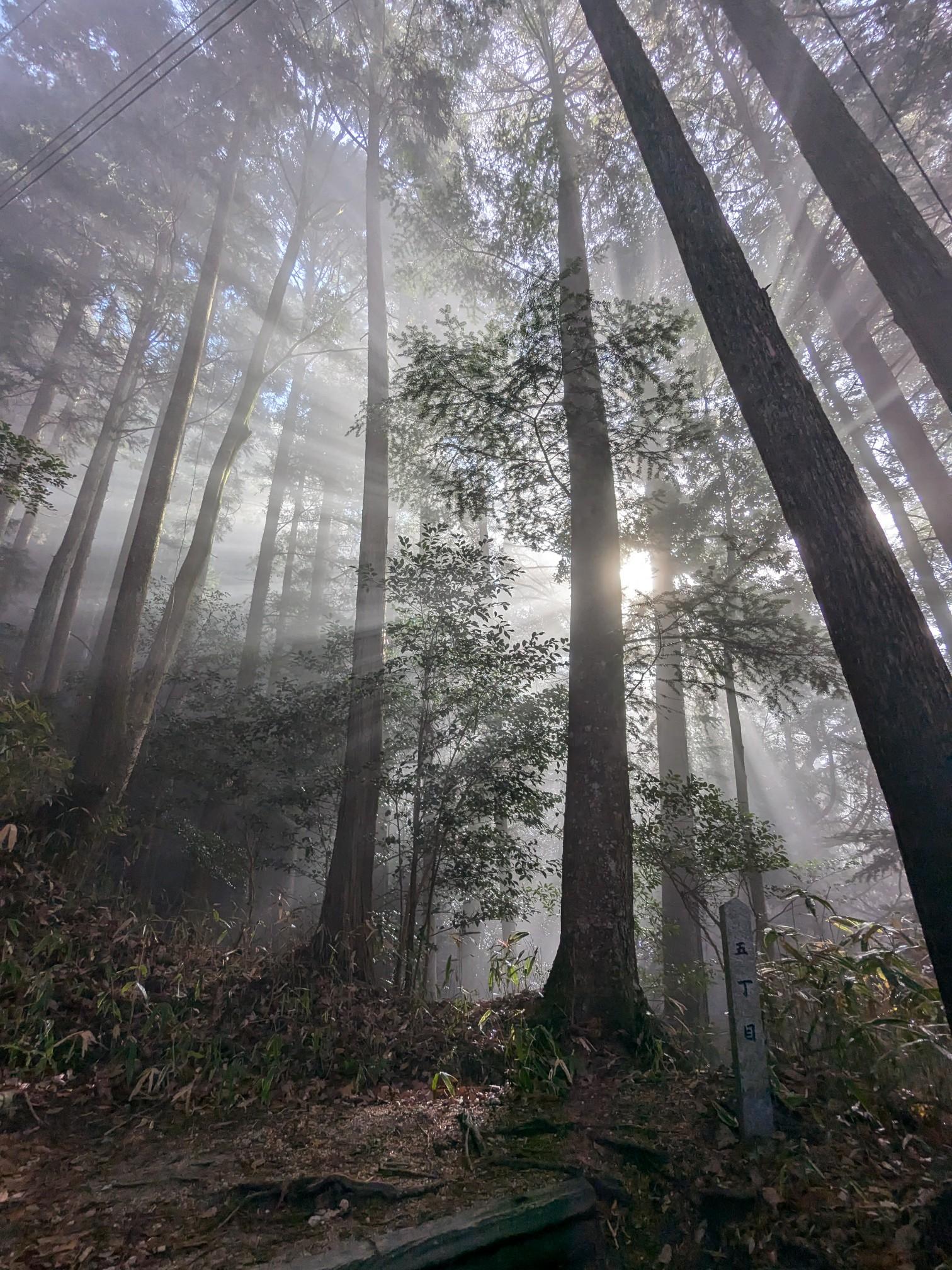 お初の飯道山 にん！忍w / Mountain hiroさんの飯道山の活動日記 | YAMAP / ヤマップ