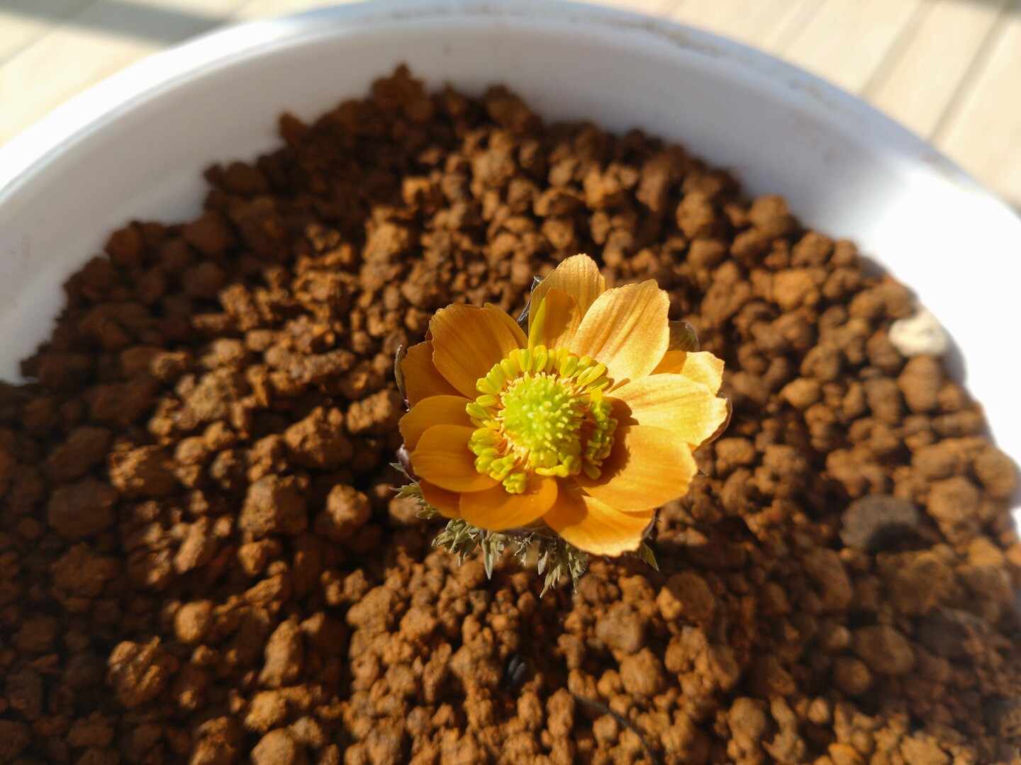 昨日購入した秩父紅咲きました😊 しっか... / moneさんのモーメント | YAMAP / ヤマップ