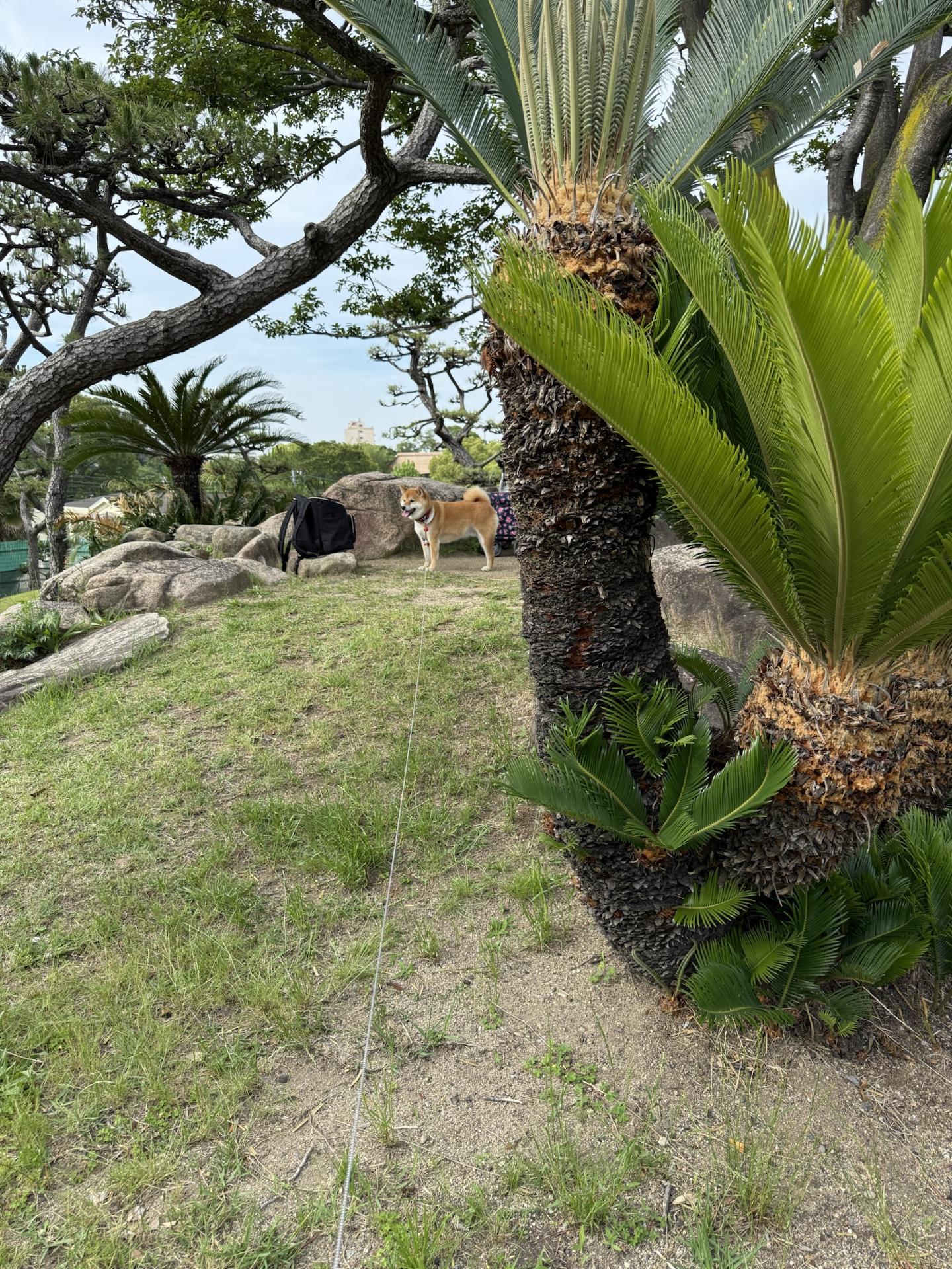 【cocoa🐶散歩】蘇鉄山⛰️ / Gamiっちさんの蘇鉄山の活動データ | YAMAP / ヤマップ