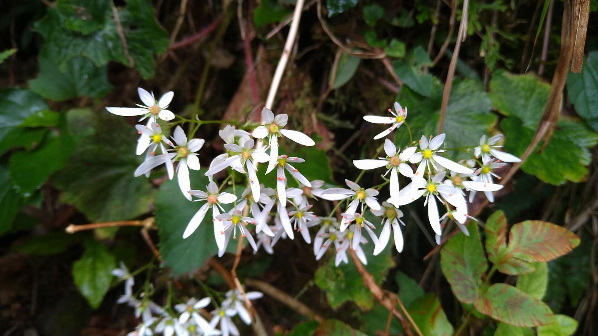 今年も秋コンパ 開聞岳 / あきとさんの開聞岳の活動データ | YAMAP / ヤマップ