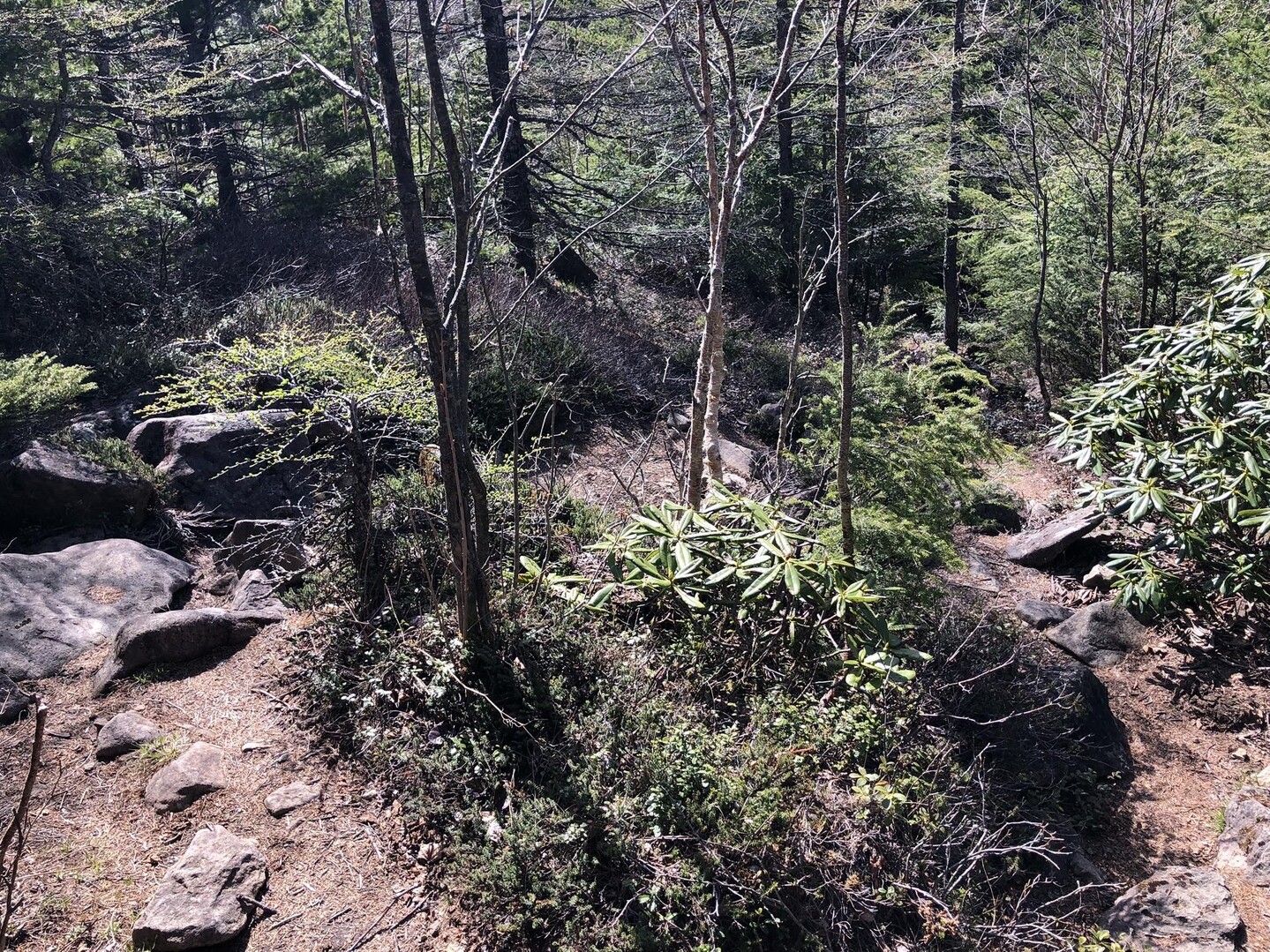 SamuSamuさんの投稿したフィールドメモ | YAMAP / ヤマップ