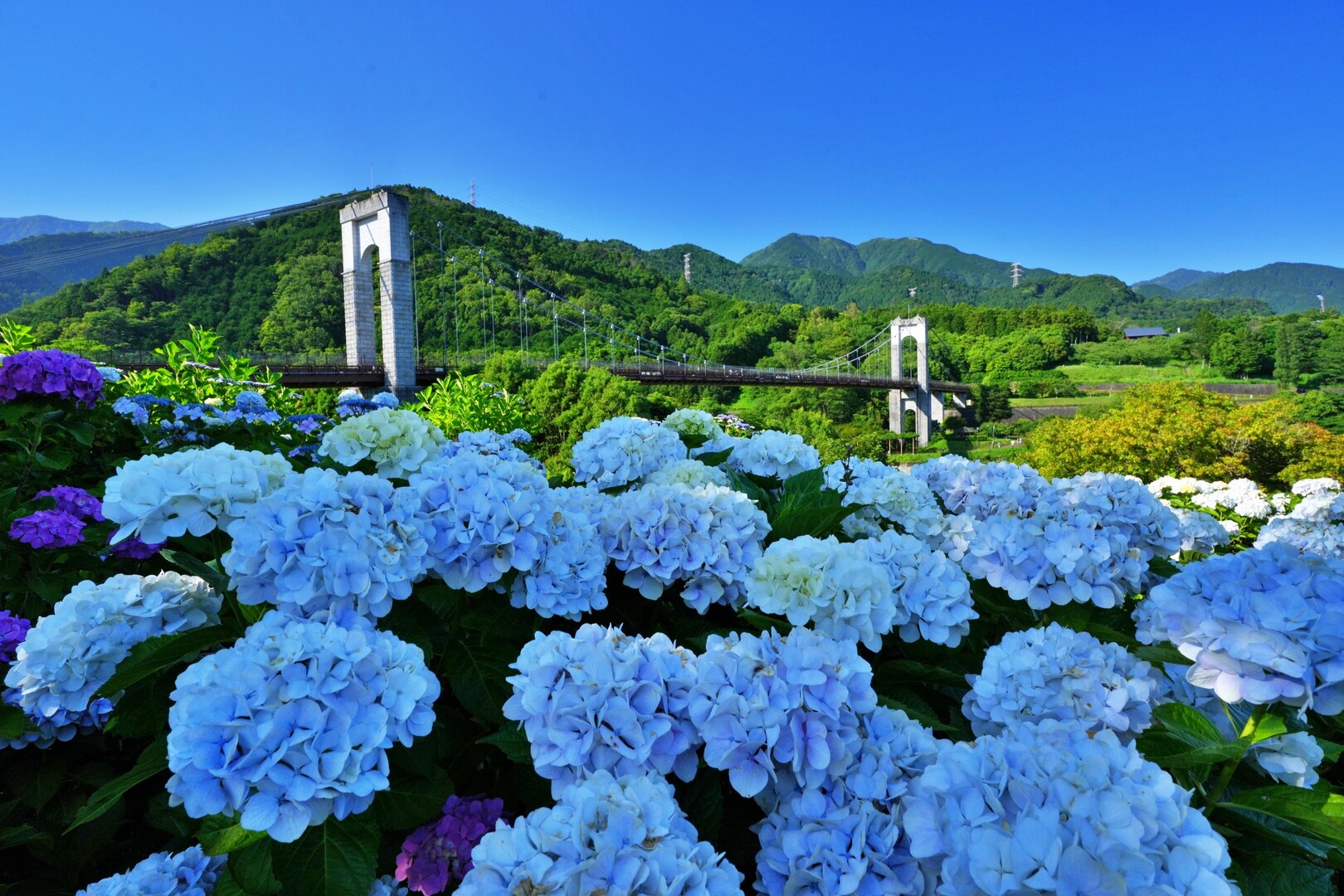 大倉尾根を花立山荘まで登ってから戸川公園のアジサイ鑑賞 / アキチャン1491さんの塔ノ岳・丹沢山・蛭ヶ岳の活動データ | YAMAP / ヤマップ