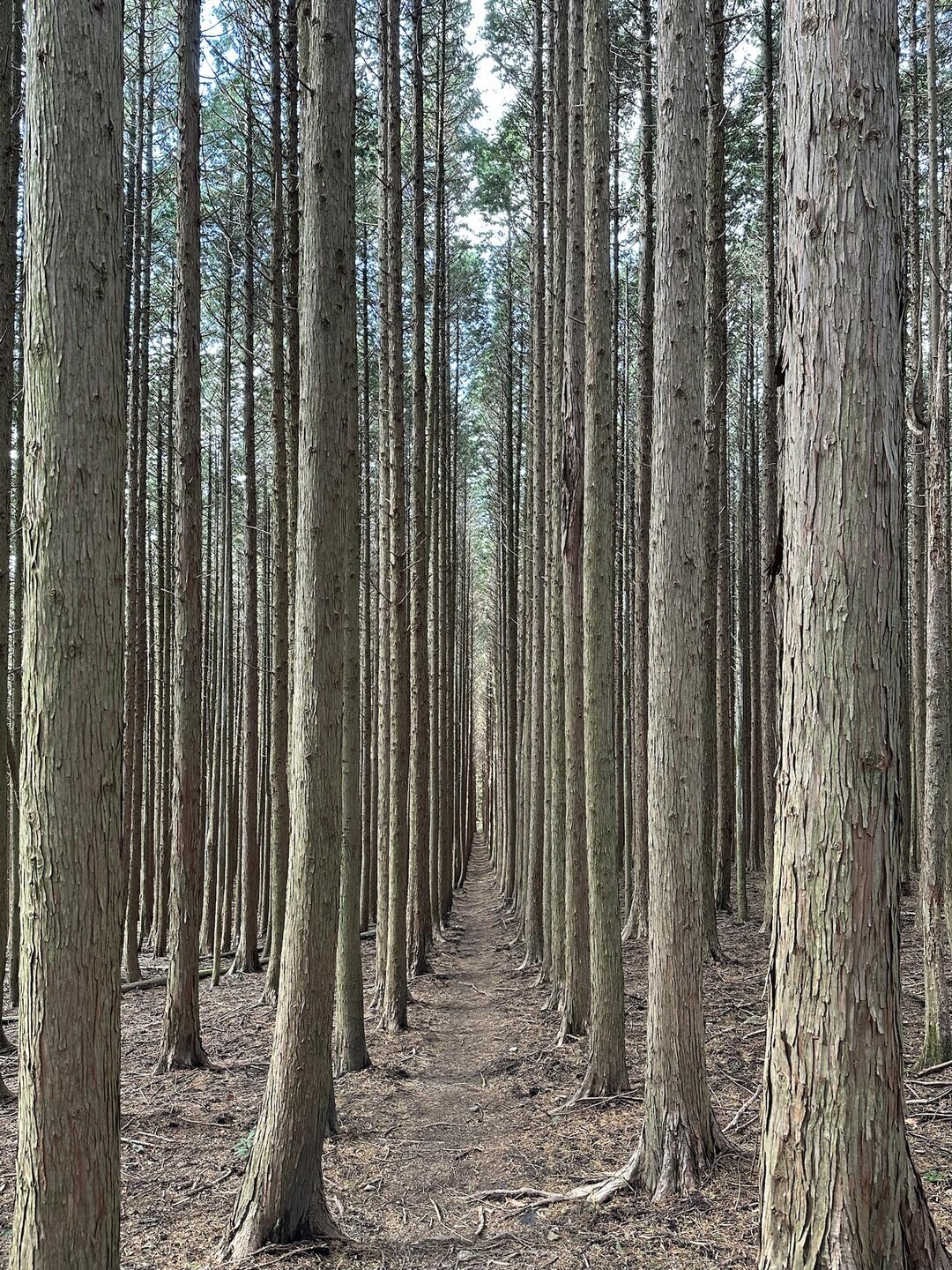 897ピーク・作礼山・作礼山東峰（権現山） / サトさんの作礼山の活動データ | YAMAP / ヤマップ