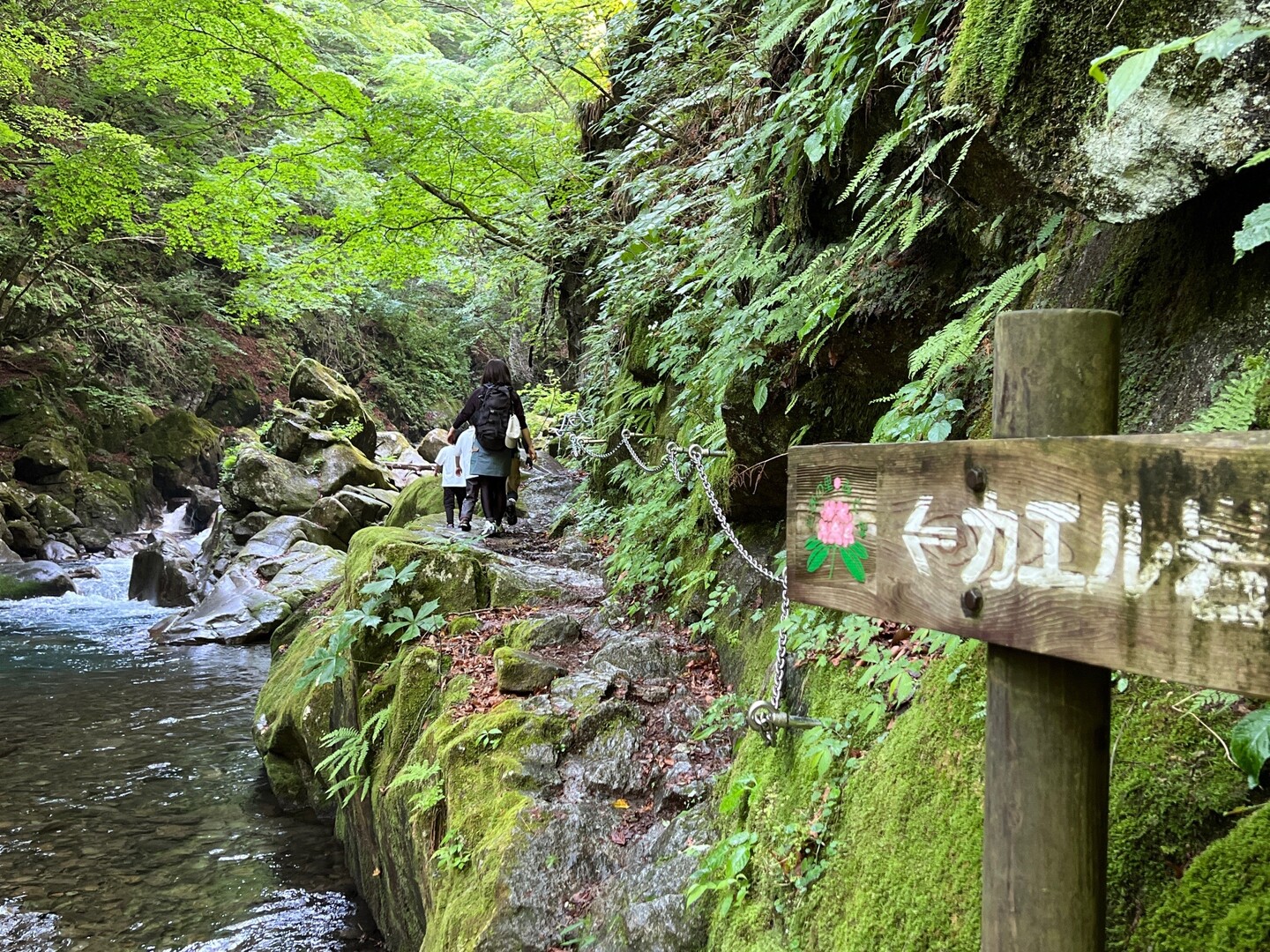 カエルさんが居ます🤣 / Tagmsさんのモーメント | YAMAP / ヤマップ