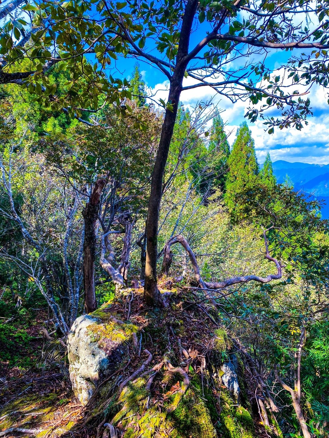 おおやスキー場→藤無山 / okinjoさんの藤無山の活動データ | YAMAP / ヤマップ