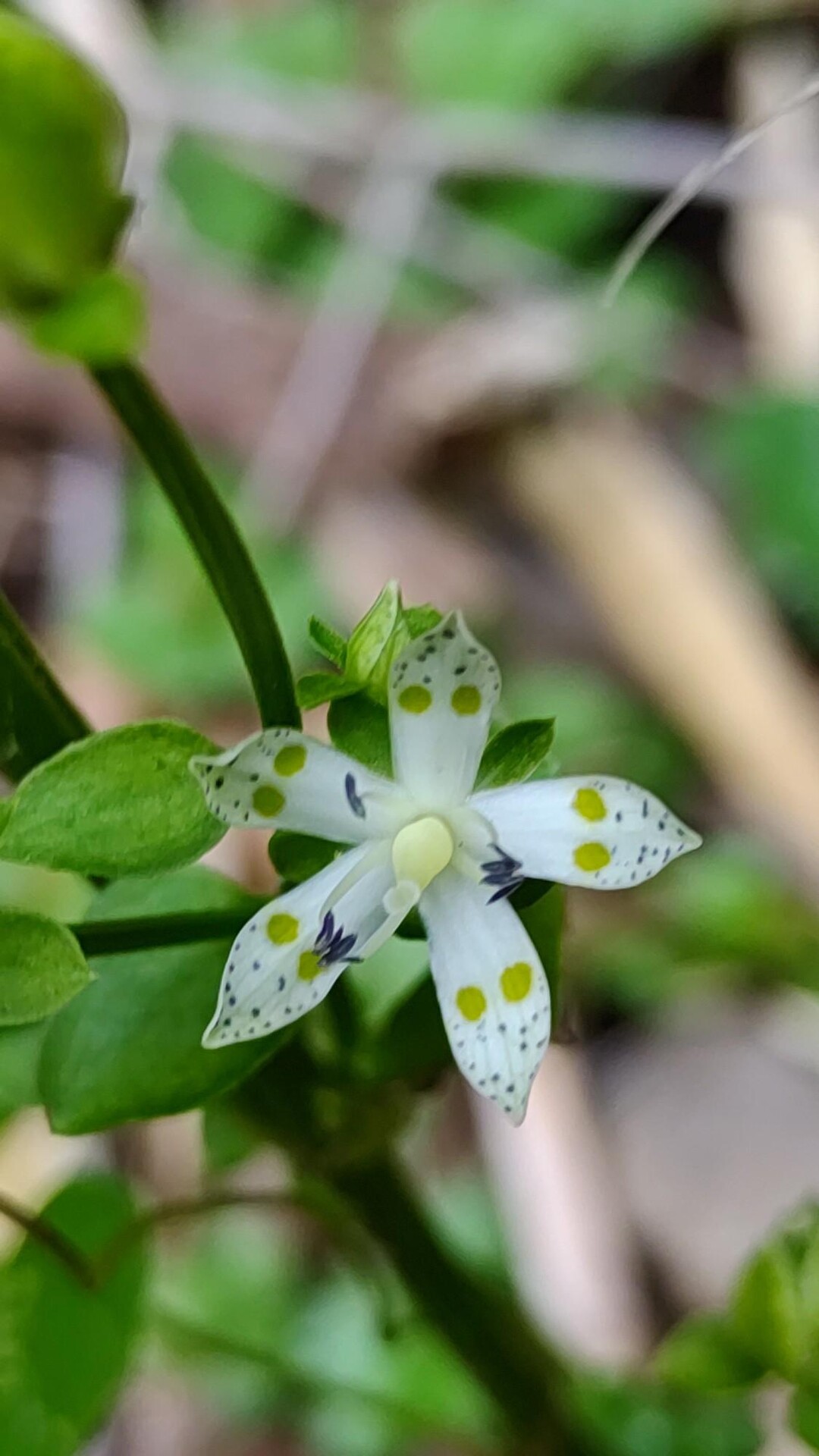アケボノソウ / kumomaさんのモーメント | YAMAP / ヤマップ