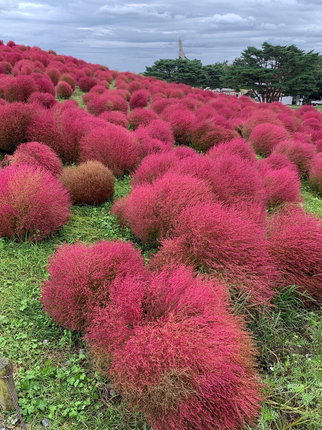 ひたちなか海浜公園のコキアとコスモス。き... / とうさんぽさんのモーメント | YAMAP / ヤマップ