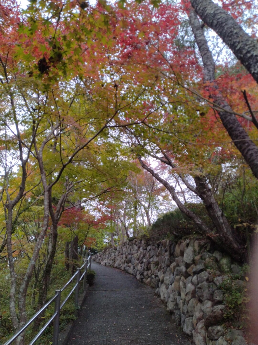 田辺市・万呂王子跡・救馬渓観音-2022-11-19 / ashさんの田辺市・高尾山・龍神山・奇絶峡の活動データ | YAMAP / ヤマップ