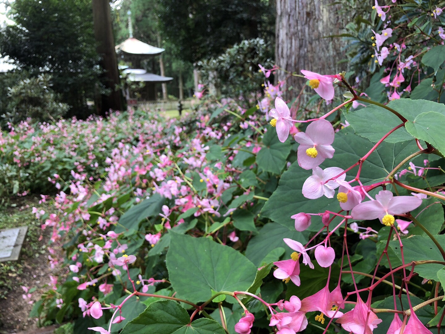 岩湧山・2019-09-23 / hikaさんの岩湧山・一徳防山・三石山の活動データ | YAMAP / ヤマップ
