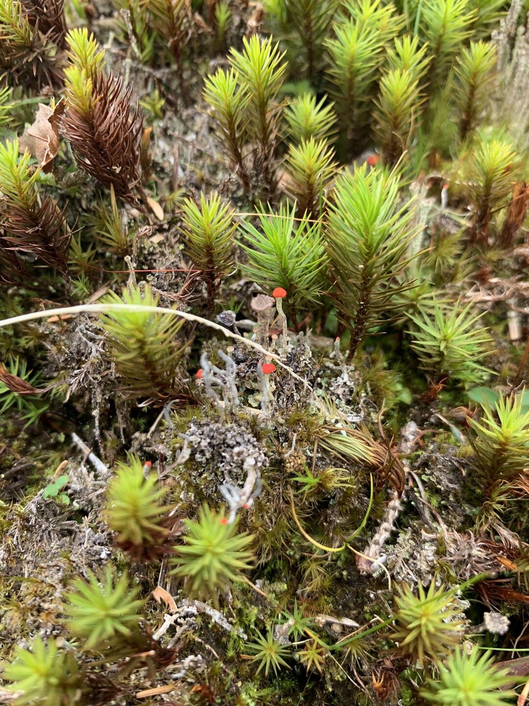 八経ヶ岳 紅葉もいいが、ミクロな世界が面白い ️ / MSKさんの八経ヶ岳の活動データ | YAMAP / ヤマップ