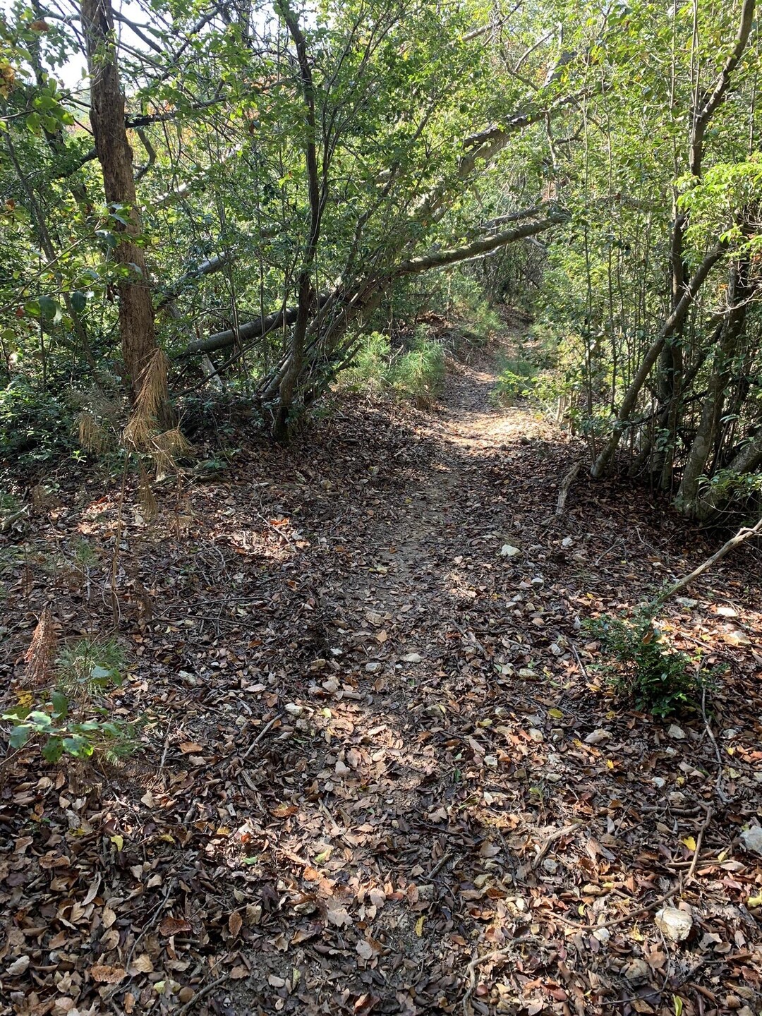 masaさんの投稿したフィールドメモ | YAMAP / ヤマップ