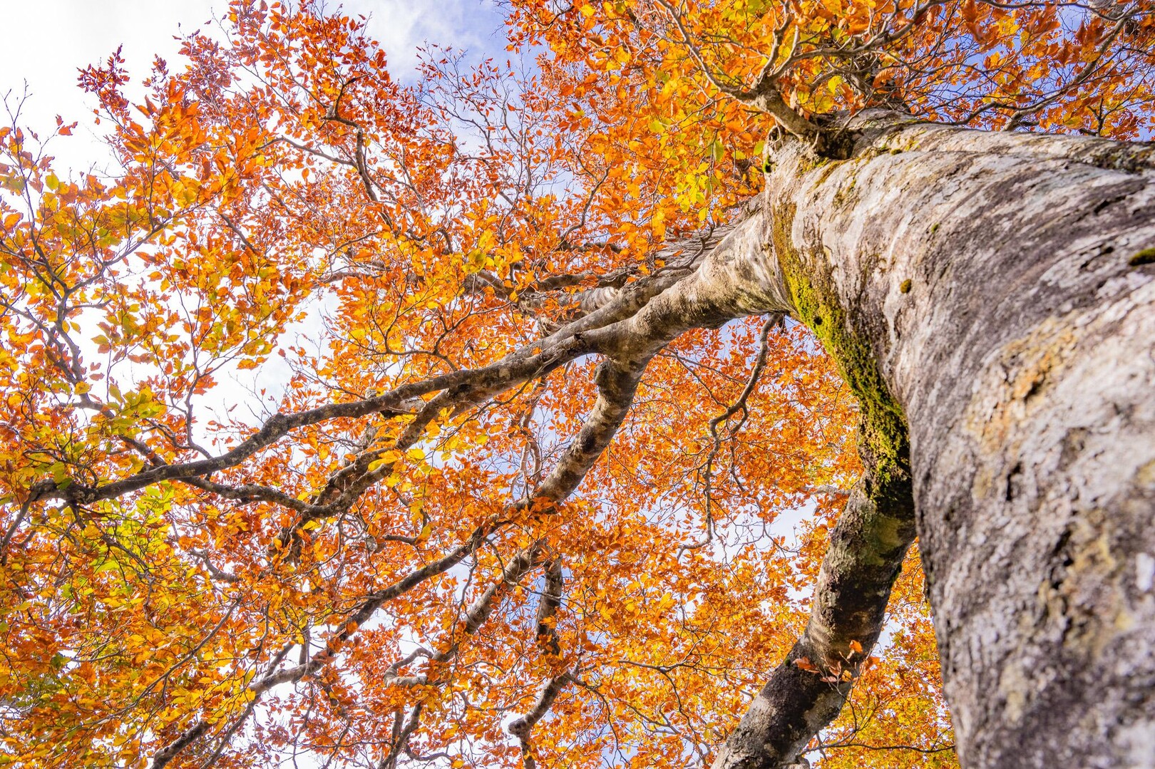 氷ノ山 photo女子会 2022-10-23 / tetoさんの氷ノ山（須賀ノ山）・鉢伏山・瀞川山の活動日記 | YAMAP / ヤマップ