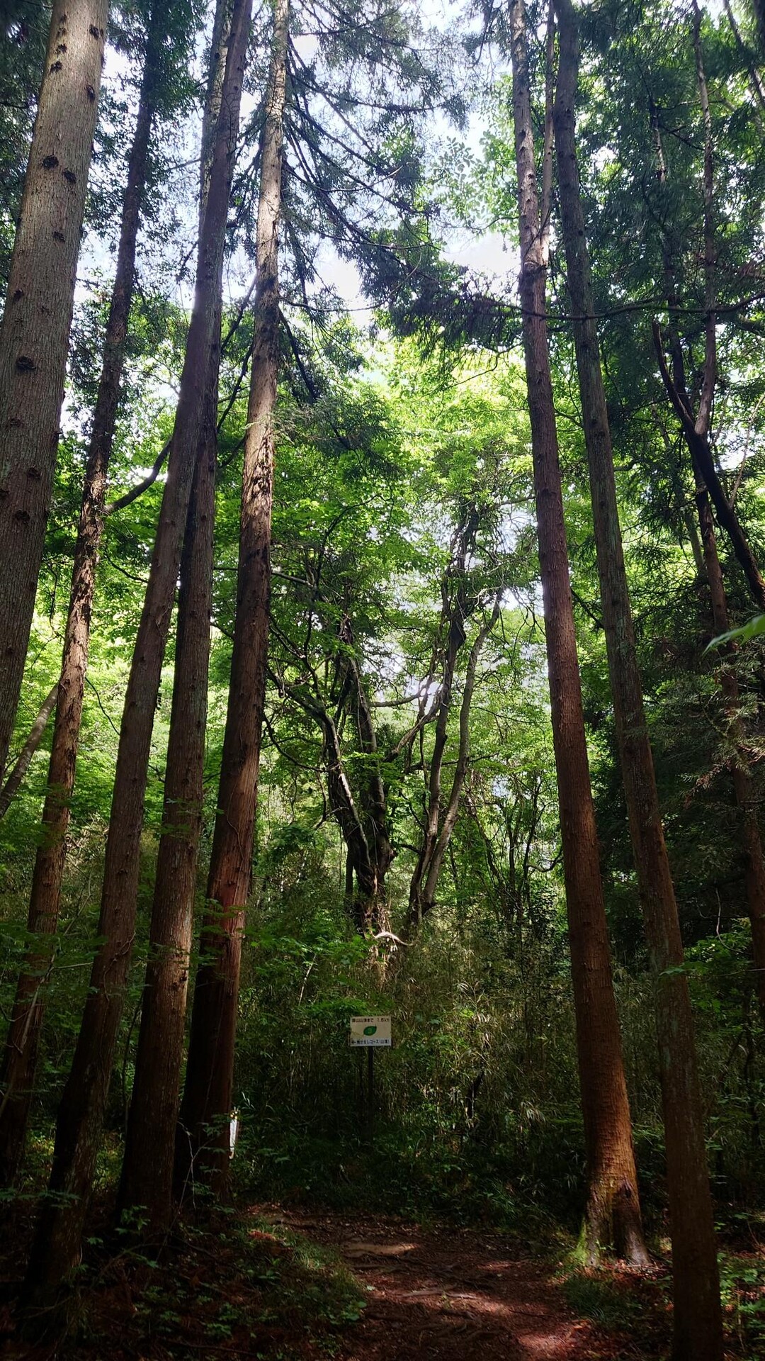 R5.5.16 亘理。 一枚目、この雰囲... / 極右衛門さんのモーメント | YAMAP / ヤマップ