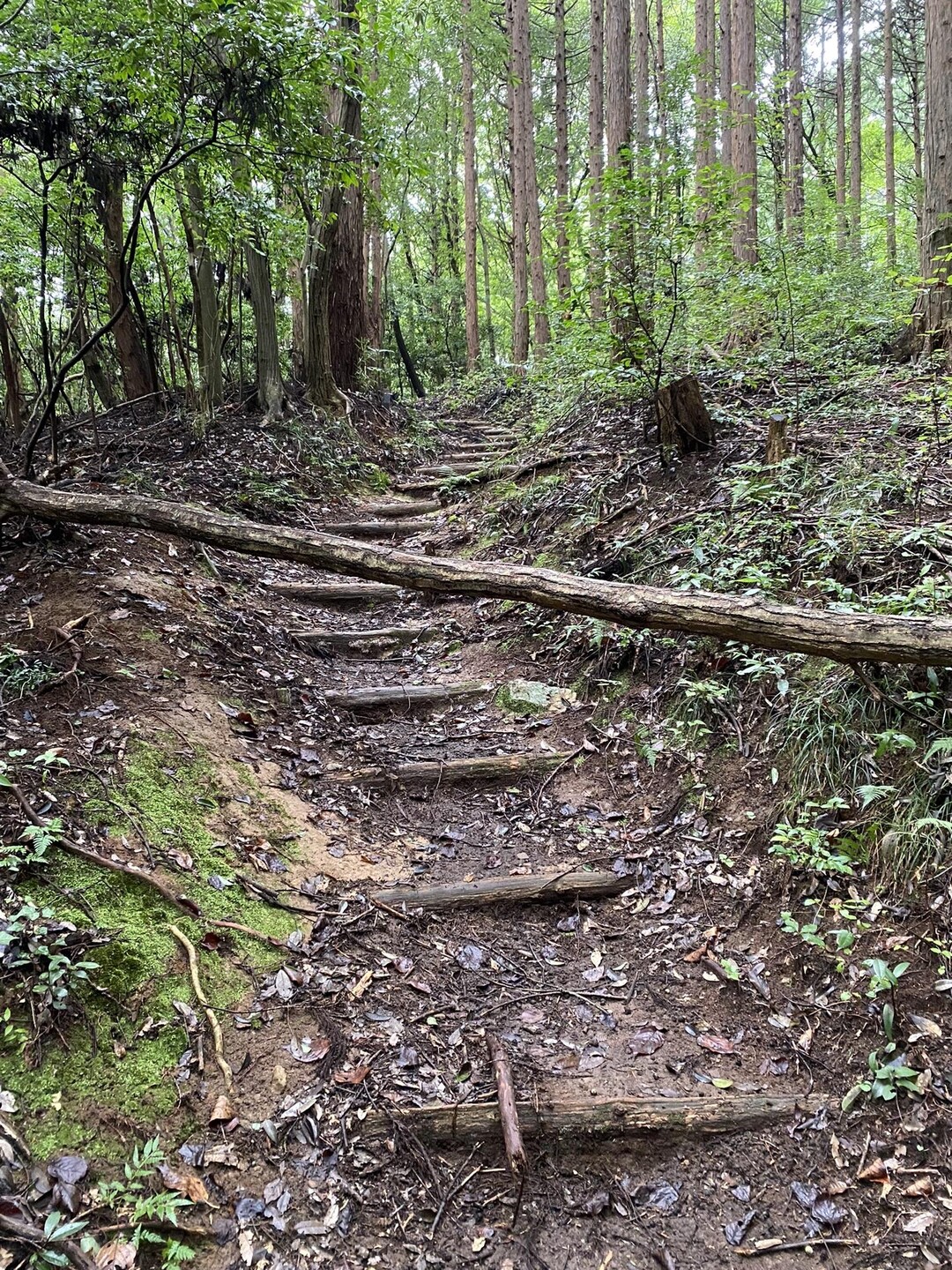 Gentil15さんの投稿したフィールドメモ | YAMAP / ヤマップ