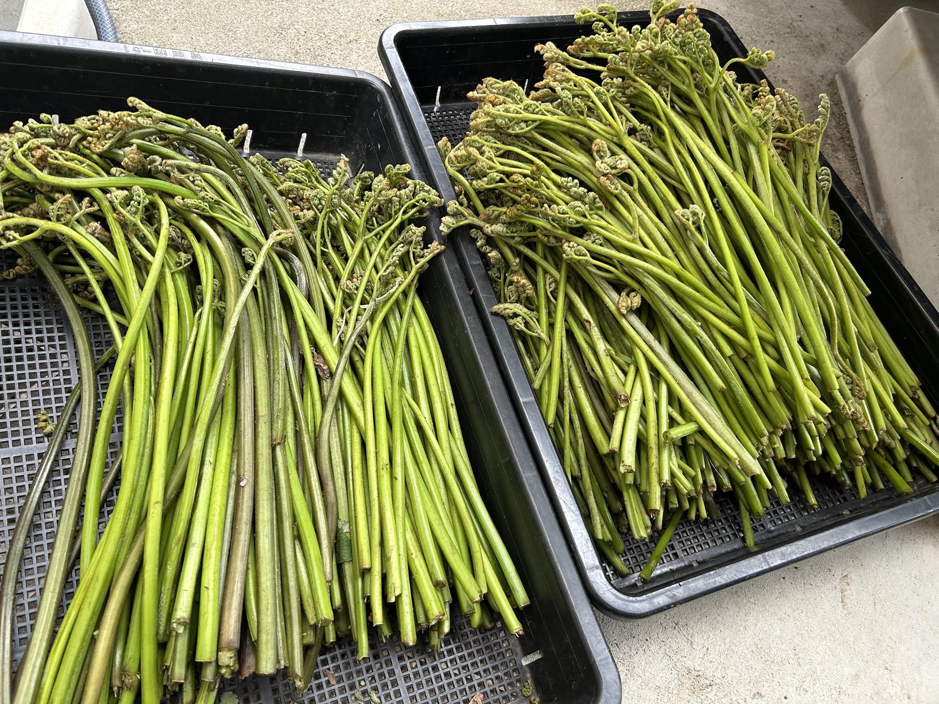 2025.5.17 山菜取りへ 今年の大... / ひろりん（hiro）さんのモーメント | YAMAP / ヤマップ