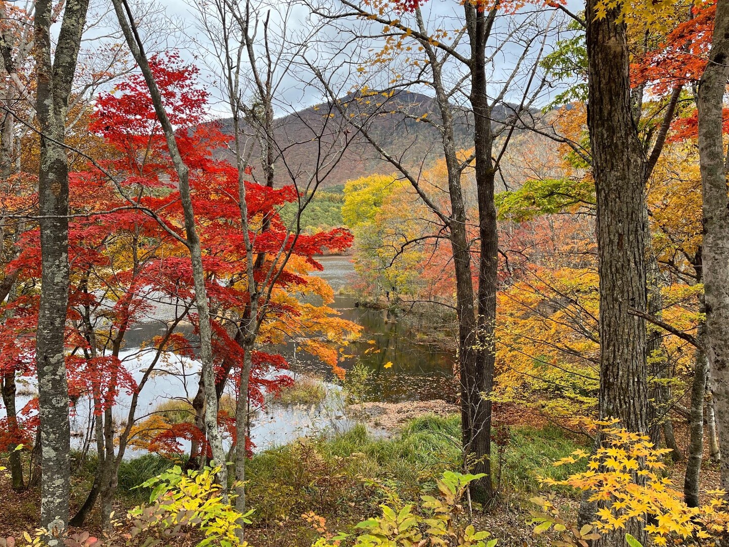 観音沼森林公園🍁 / みかぽん1221さんのウォーキングの活動データ | YAMAP / ヤマップ