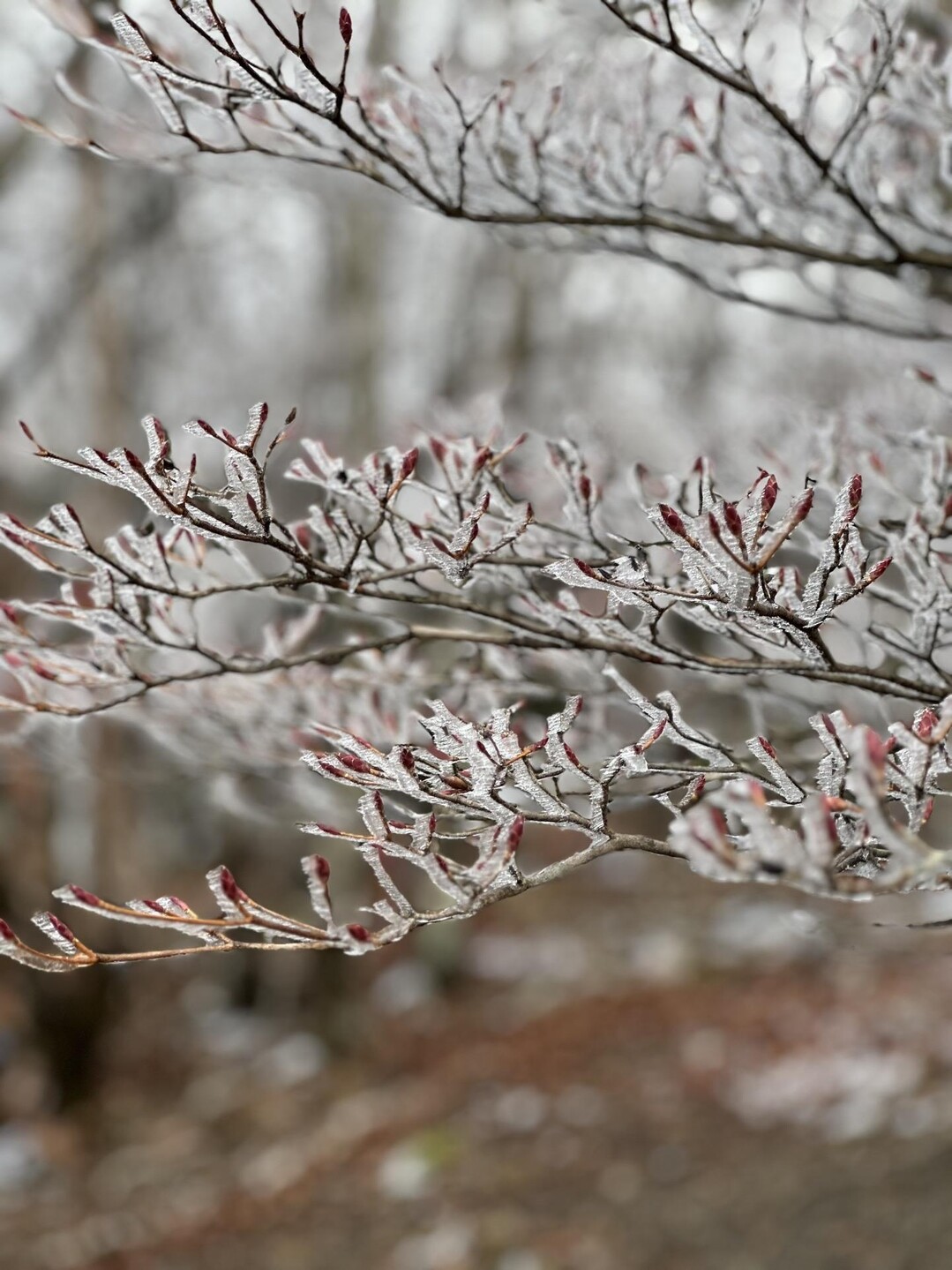 口千丈山・焼山ノ太尾ノ頭・牛首山・牛首ノ峰・伯母子岳 / OkAさんの伯母子岳の活動データ | YAMAP / ヤマップ