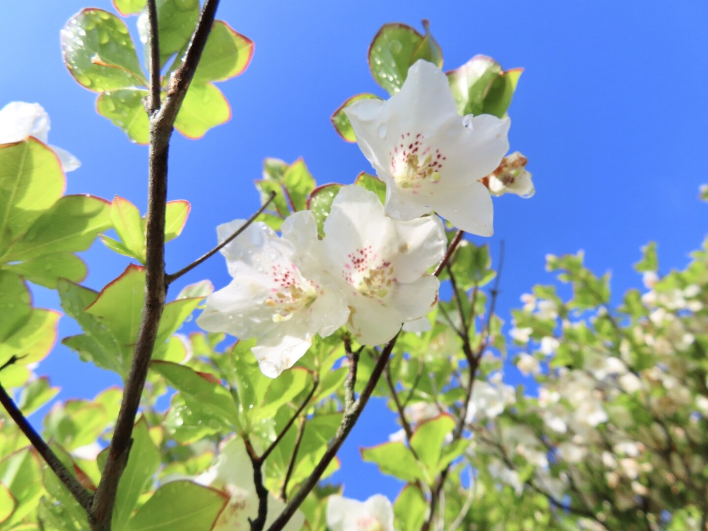 シロヤシオ咲く竜ヶ岳へ / asimkさんの竜ヶ岳の活動データ | YAMAP / ヤマップ