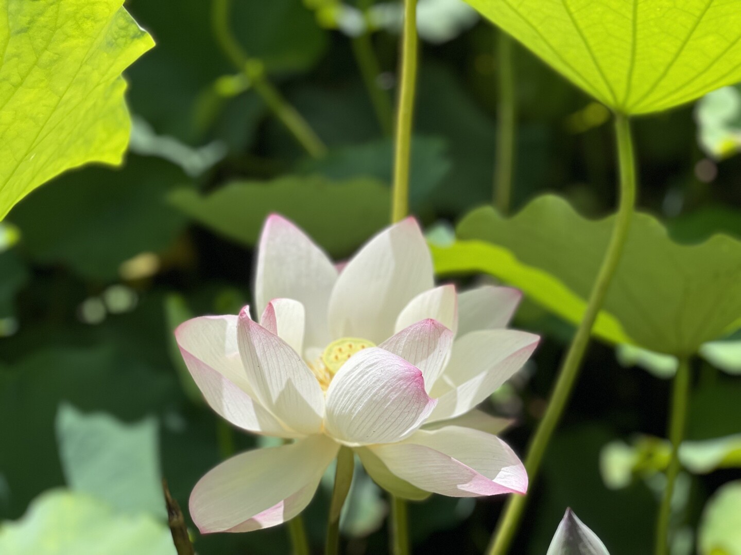 桜🌸の名所としても知られる福岡城跡🏯... / miu.07さんのモーメント | YAMAP / ヤマップ