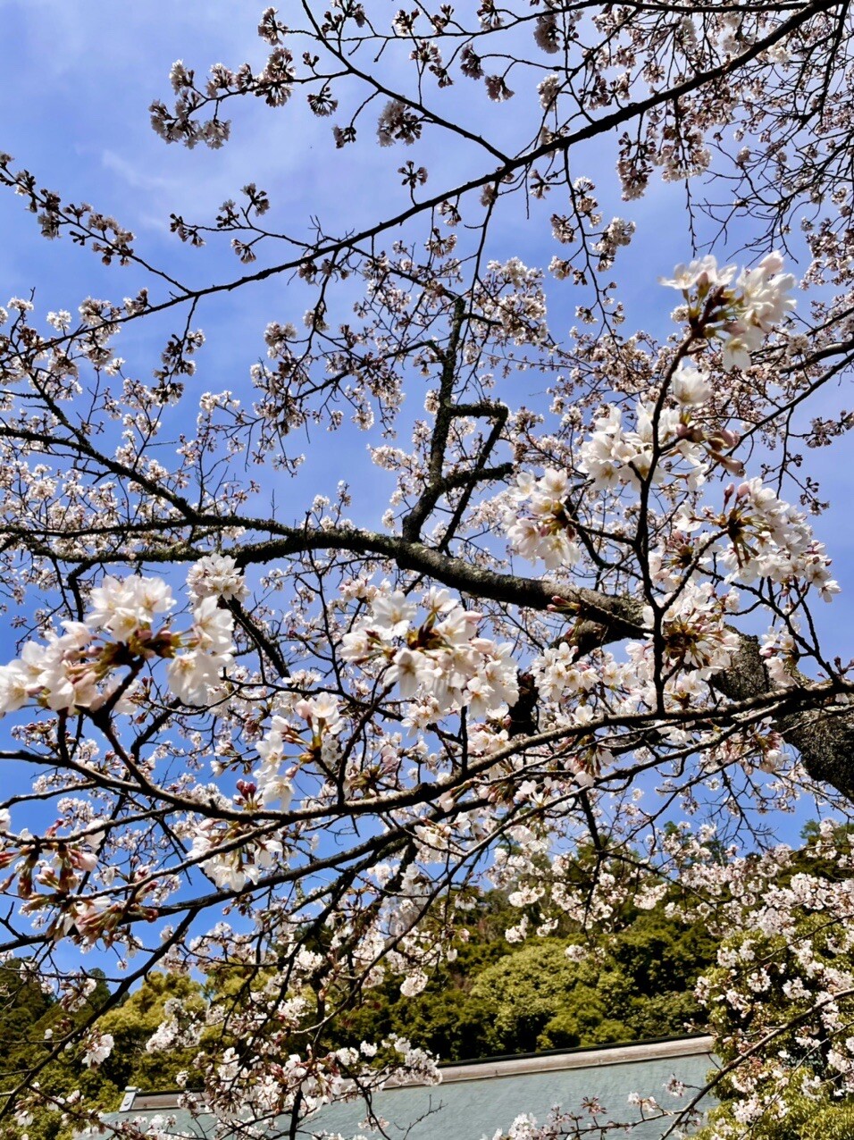 鞍馬寺の桜🌸は満開です♪ / ryosui_ さんのモーメント | YAMAP / ヤマップ