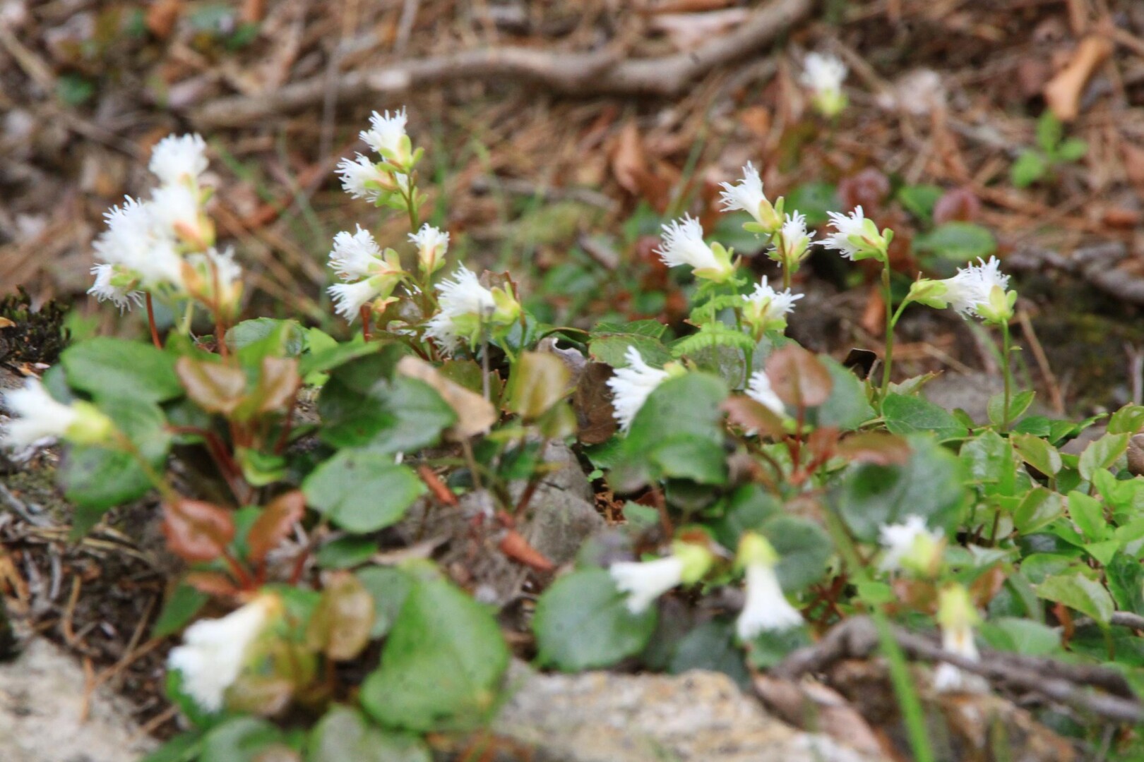 ヒメイワカガミとカッコソウ(鳴神山) / Hiro'ismさんの鳴神山・吾妻山の活動日記 | YAMAP / ヤマップ