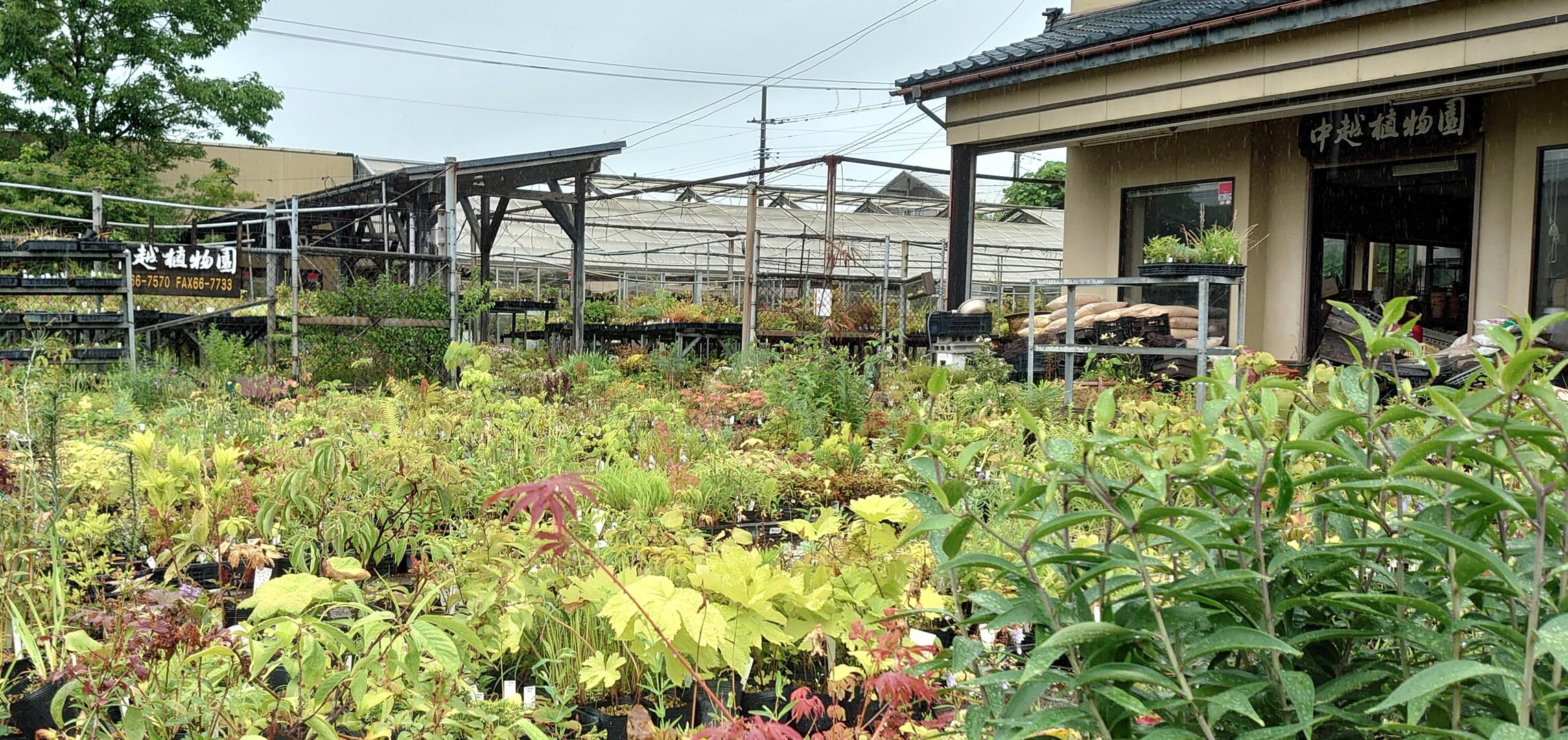 前泊で新潟に来ました。 見附市の中越植物... / Ryuさんのモーメント | YAMAP / ヤマップ