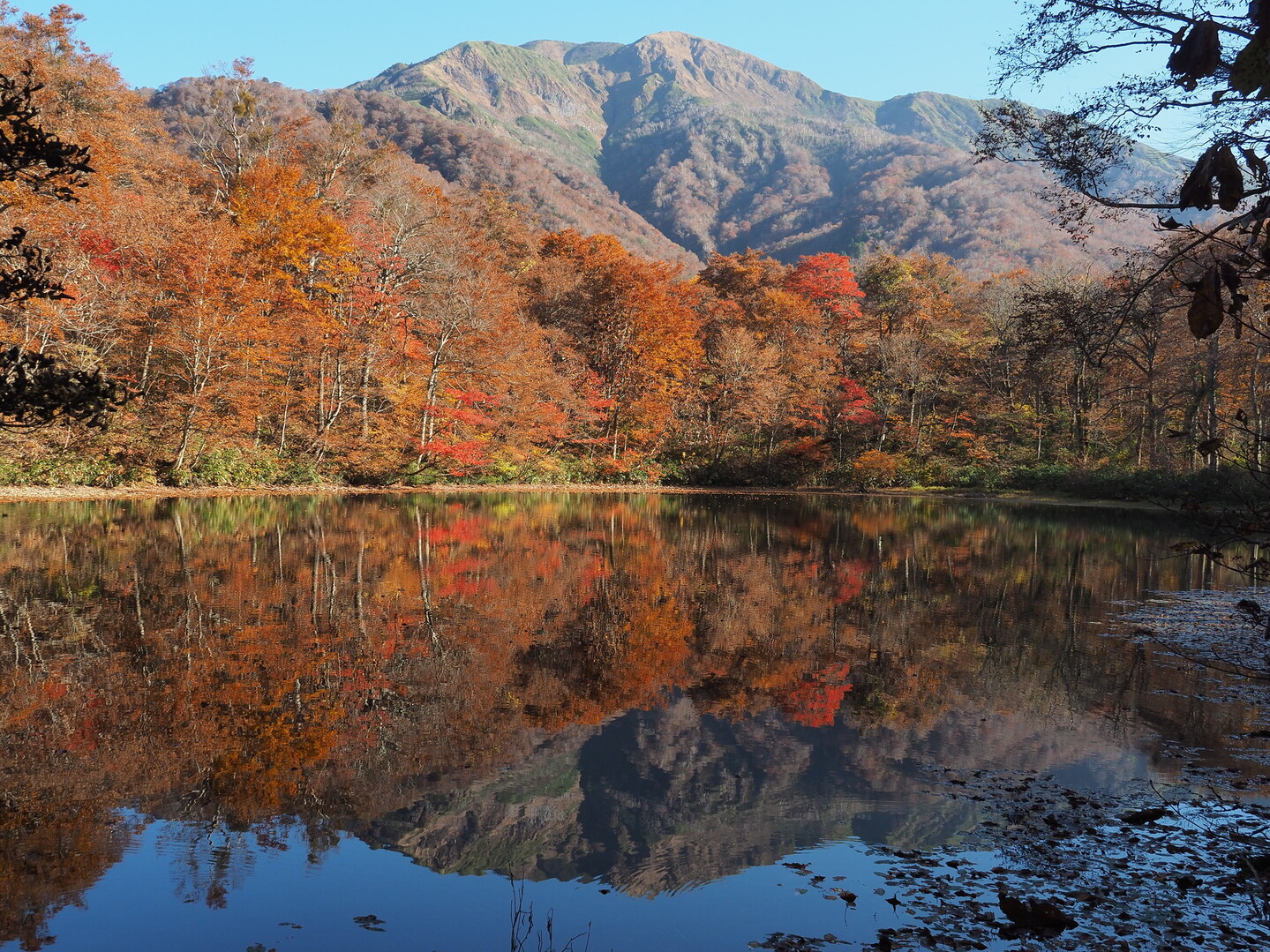 刈込池 幅ヶ平黄金の秋 / Tomi-tonさんの白山・別山・銚子ヶ峰の活動データ | YAMAP / ヤマップ
