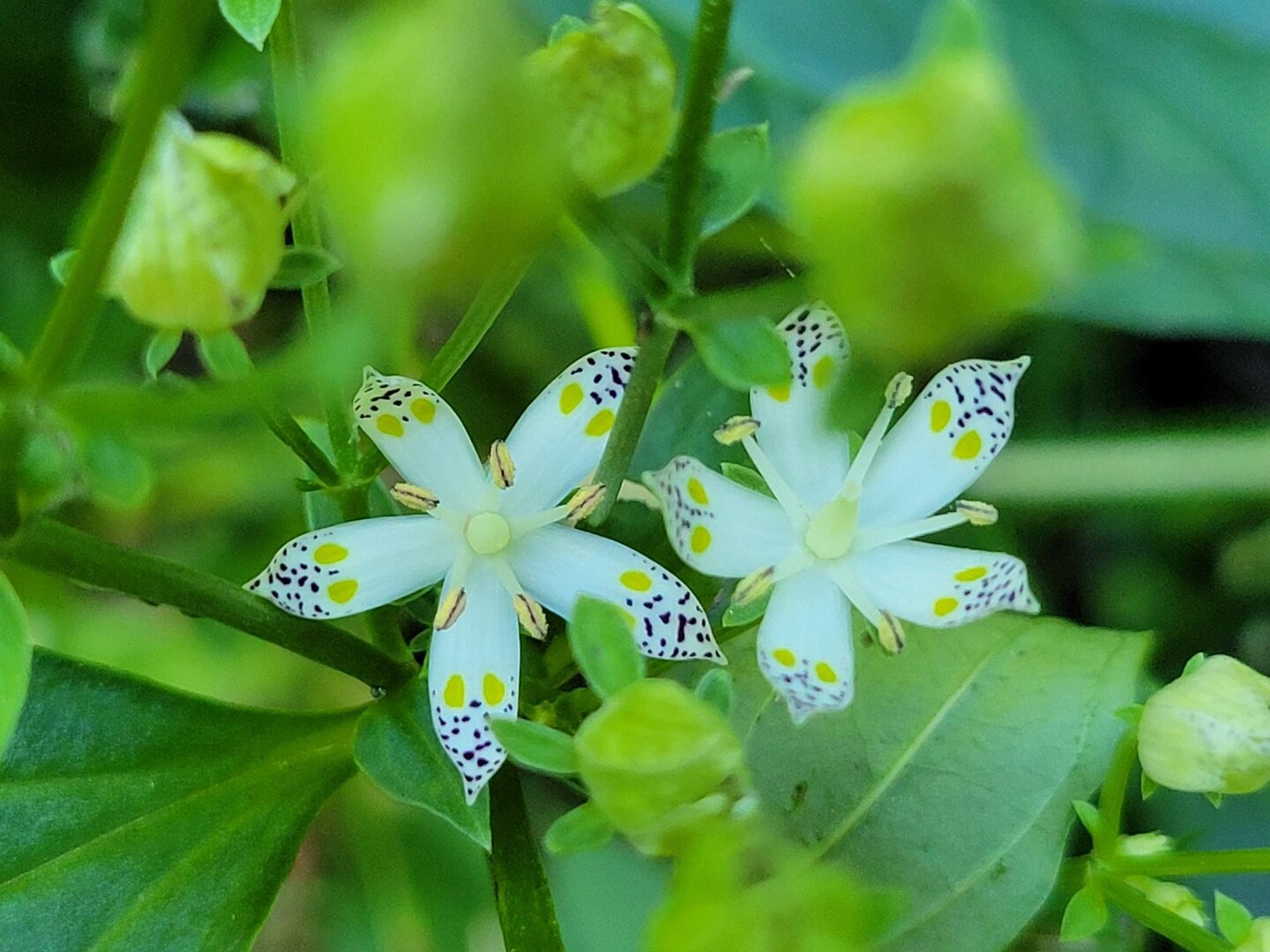 テン・テン・テン☀️ / ヤマしんSP🌾さんの天山の活動データ | YAMAP / ヤマップ