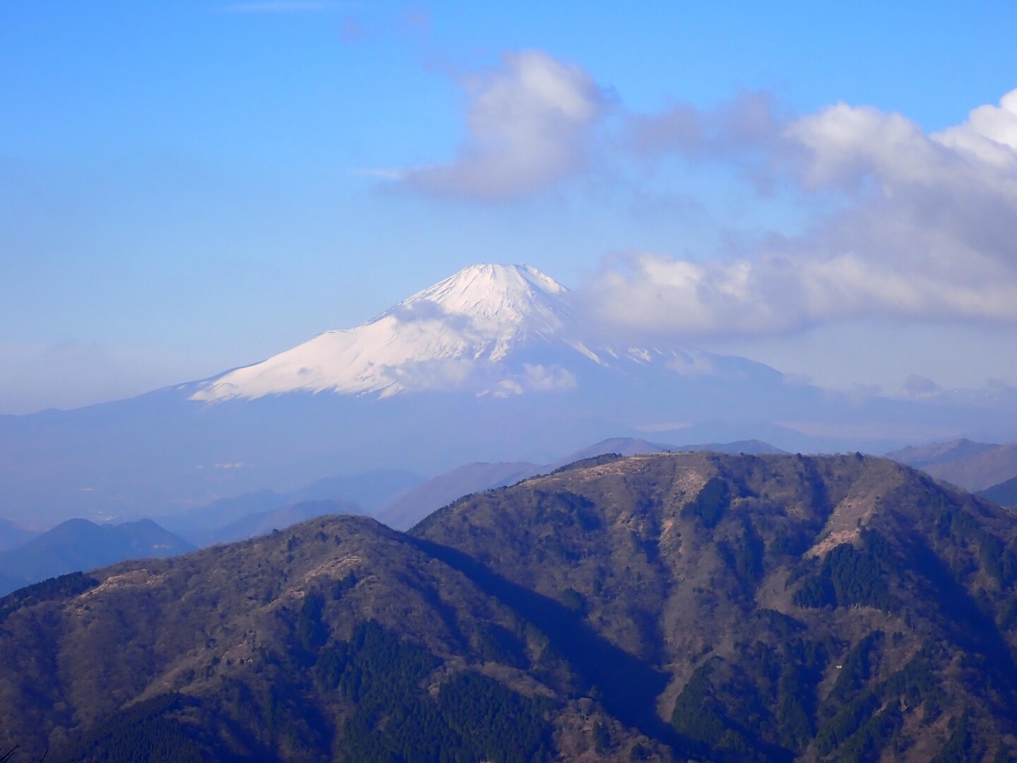 カンアオイを見に?大山 / yudoburiさんの大山の活動データ | YAMAP / ヤマップ