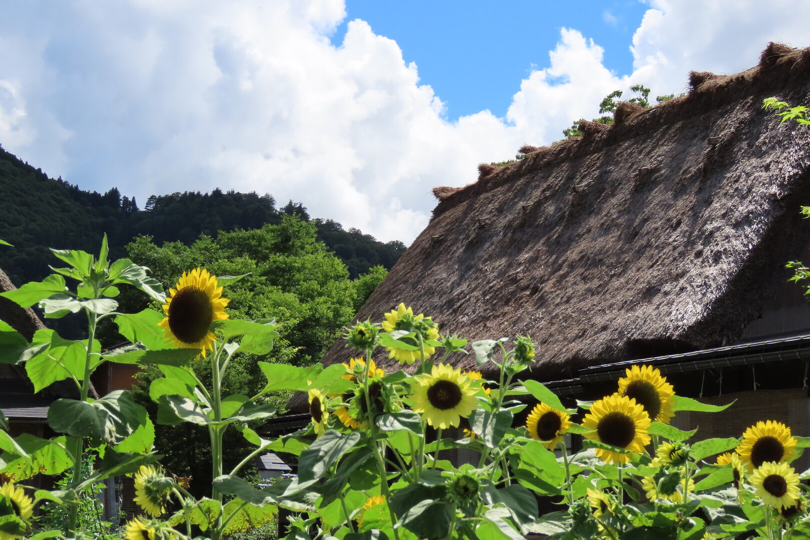 夏休みvol.4～白川郷荻町の合掌造り～... / うにゅーさんのモーメント | YAMAP / ヤマップ
