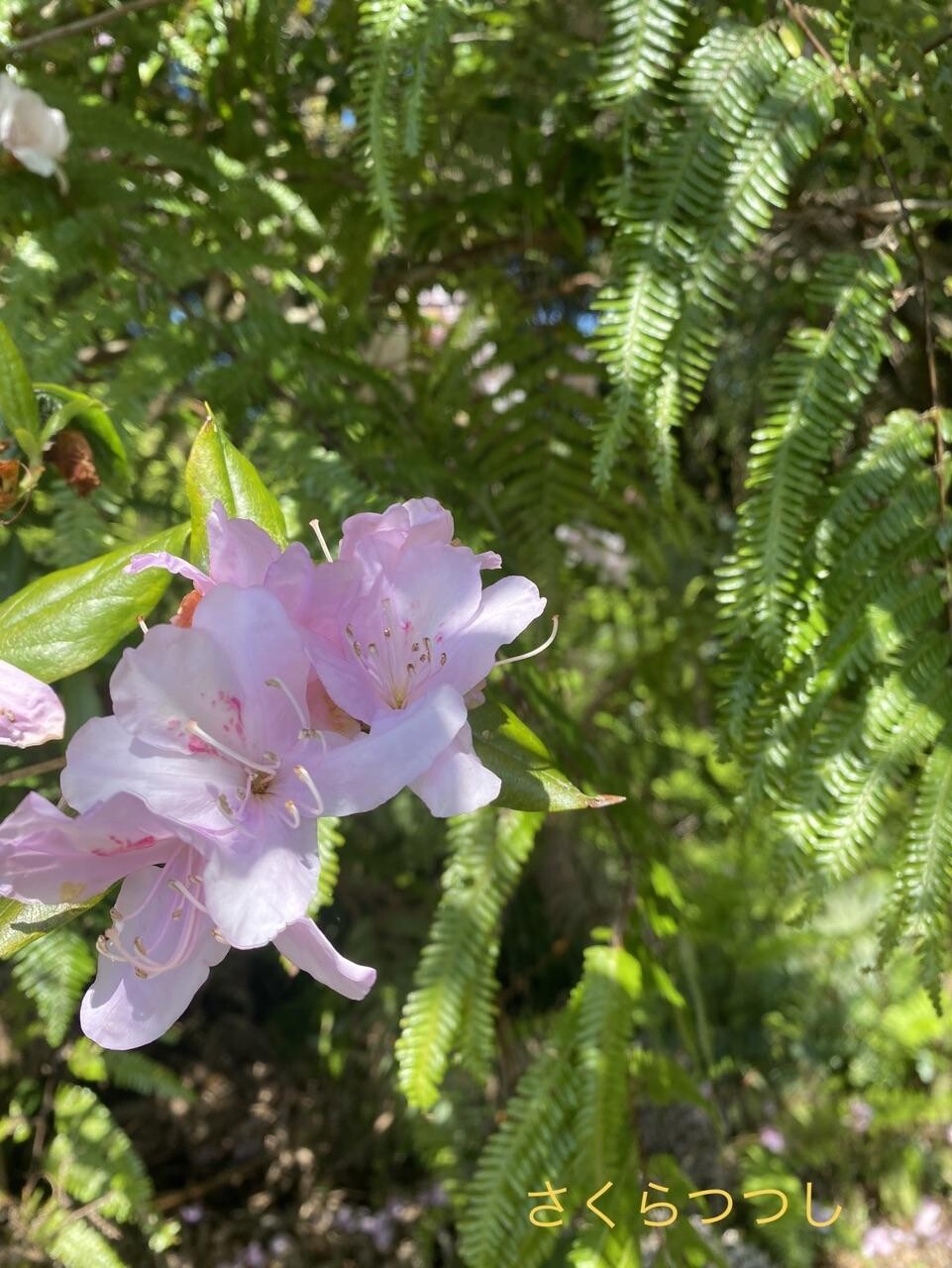 Hachiのページ | YAMAP / ヤマップ