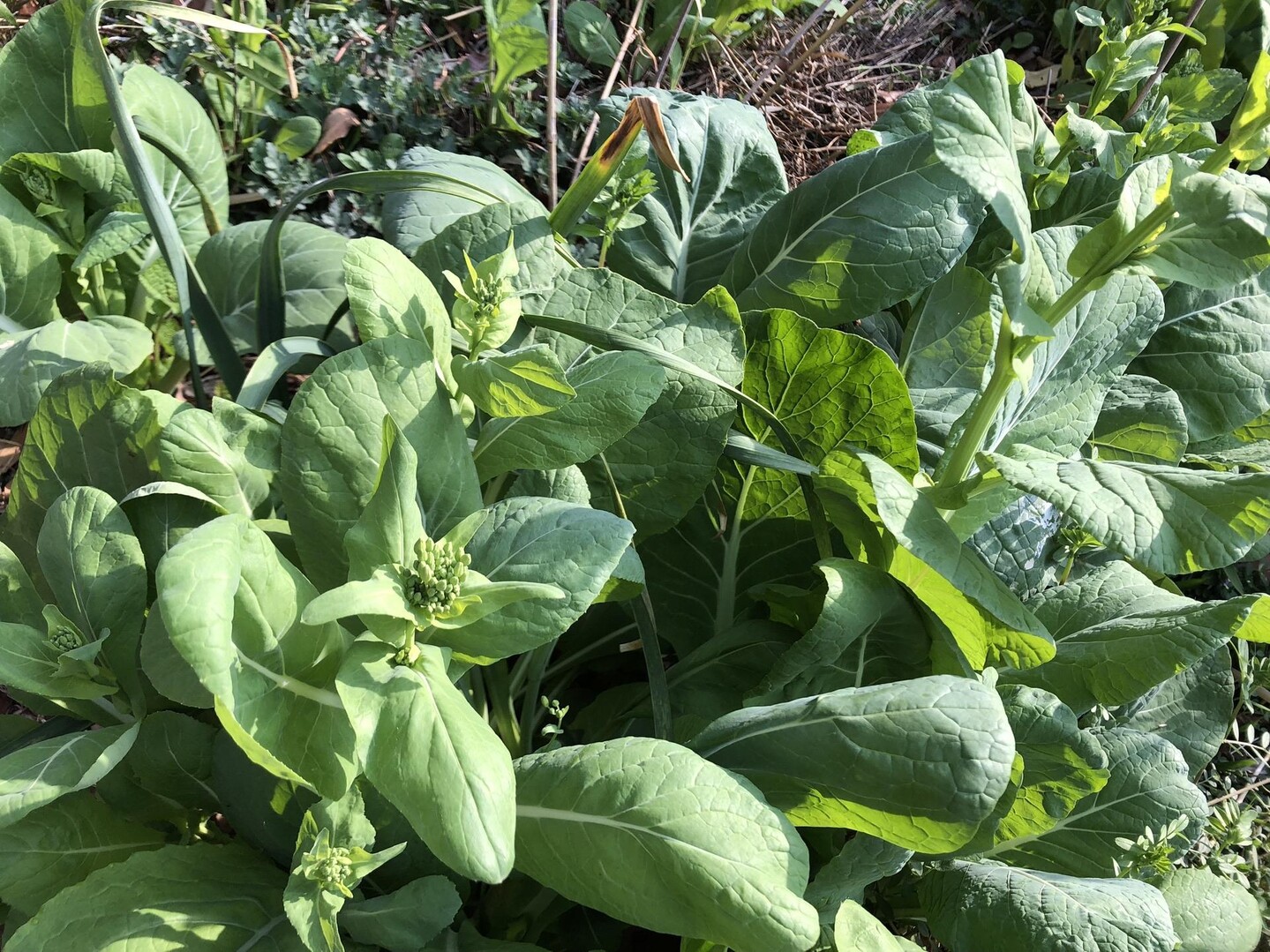 昨年、駐車場の脇で森の際のところに 落ち... / Rさんのモーメント | YAMAP / ヤマップ