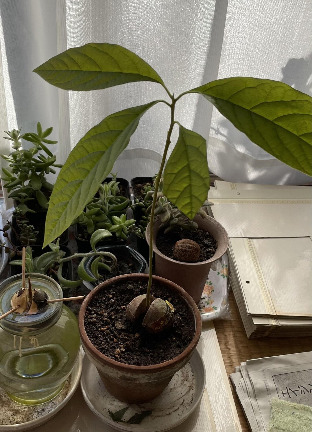 アボカドの成長🥑 大きくなって来た ️... / ken-3さんのモーメント | YAMAP / ヤマップ